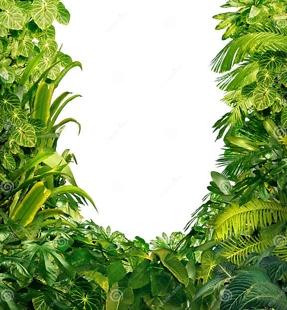 Tropical Plants Blank Frame Stock Illustration - Illustration of leaf ...
