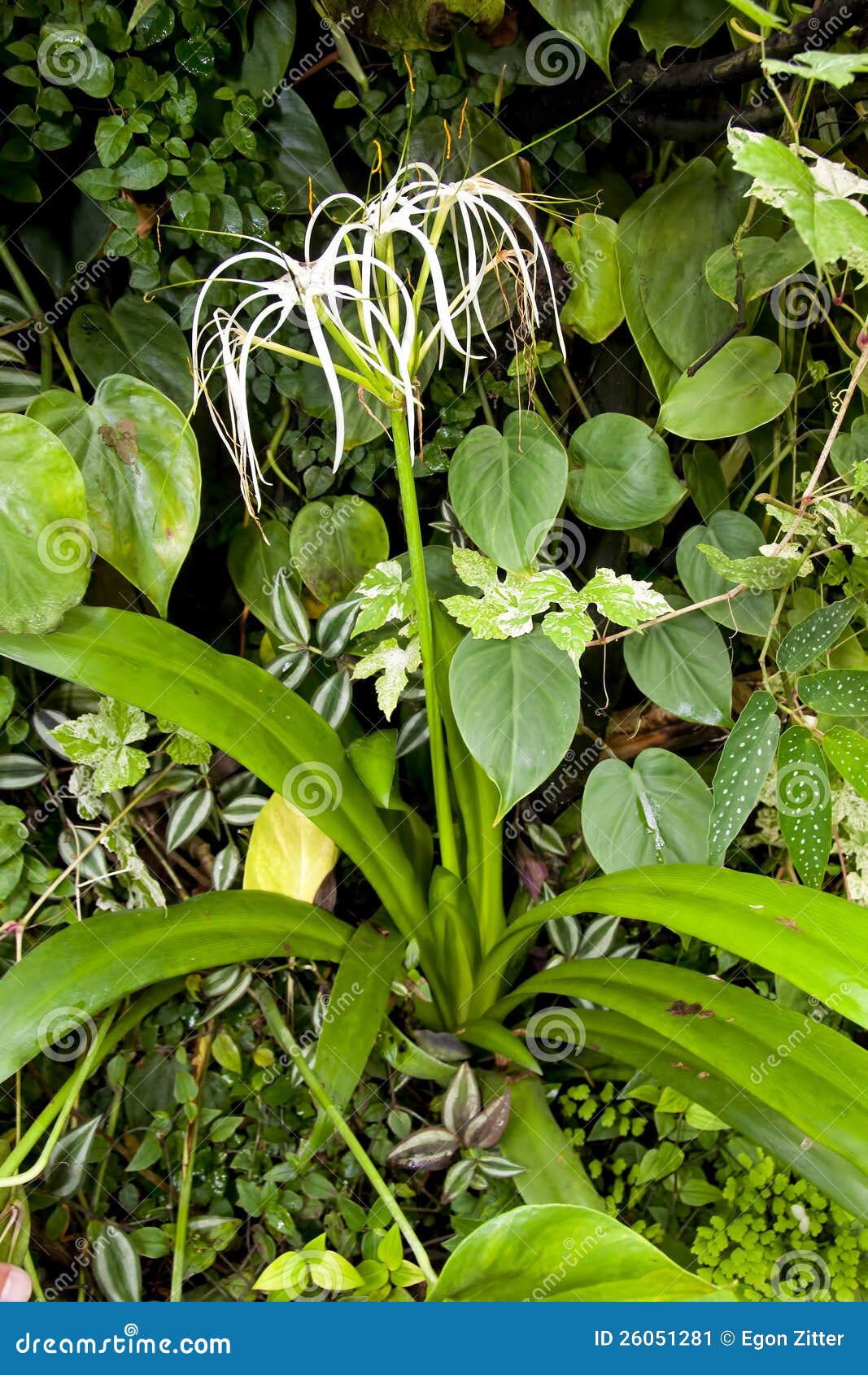 Tropical plants collection stock image. Image of report - 26051281