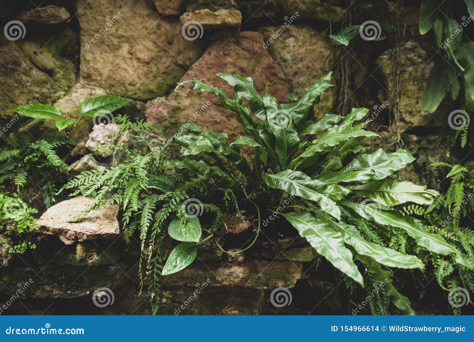 Plants and Ferns Growing in the Rocks , Background Stock Photo - Image ...