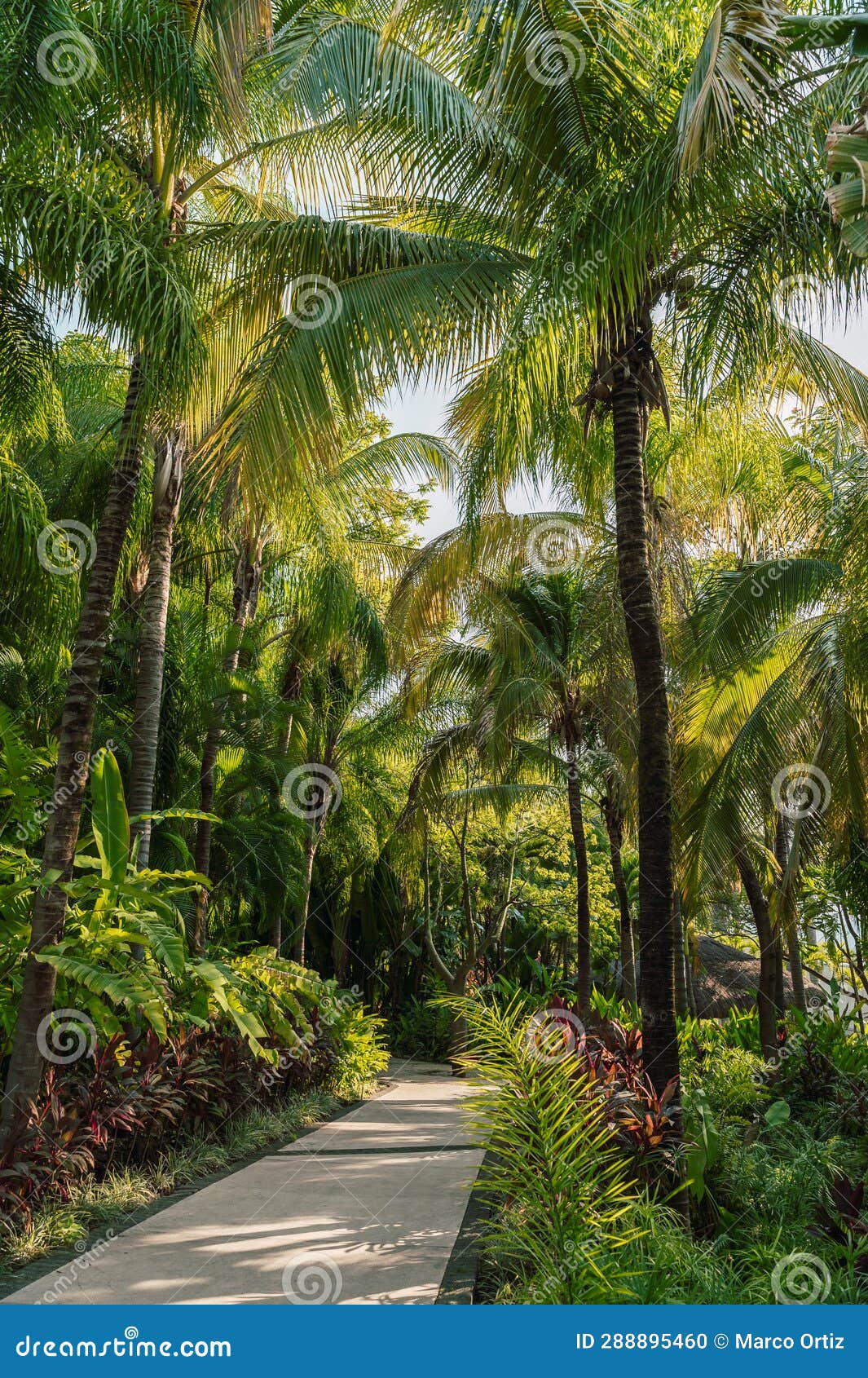 Tropical Plants on a Footpath in the Evening Light Stock Photo - Image ...