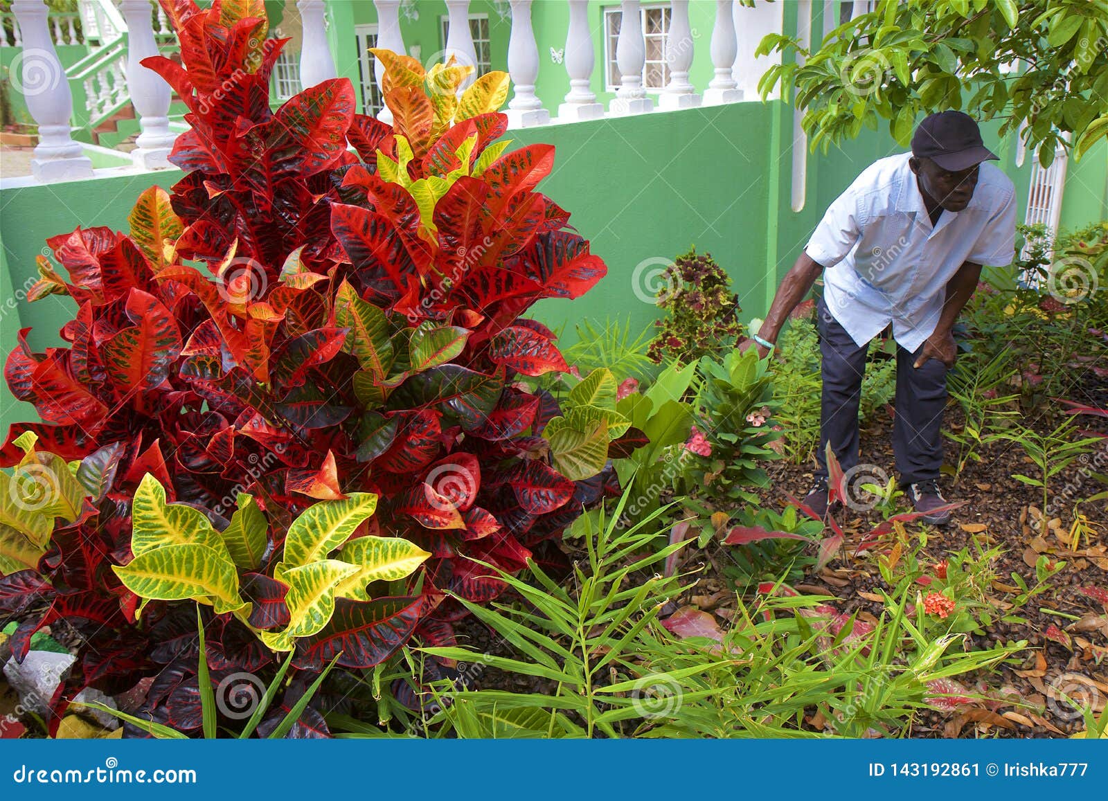 Tropical plants in Grenada editorial photo. Image of colourful - 143192861