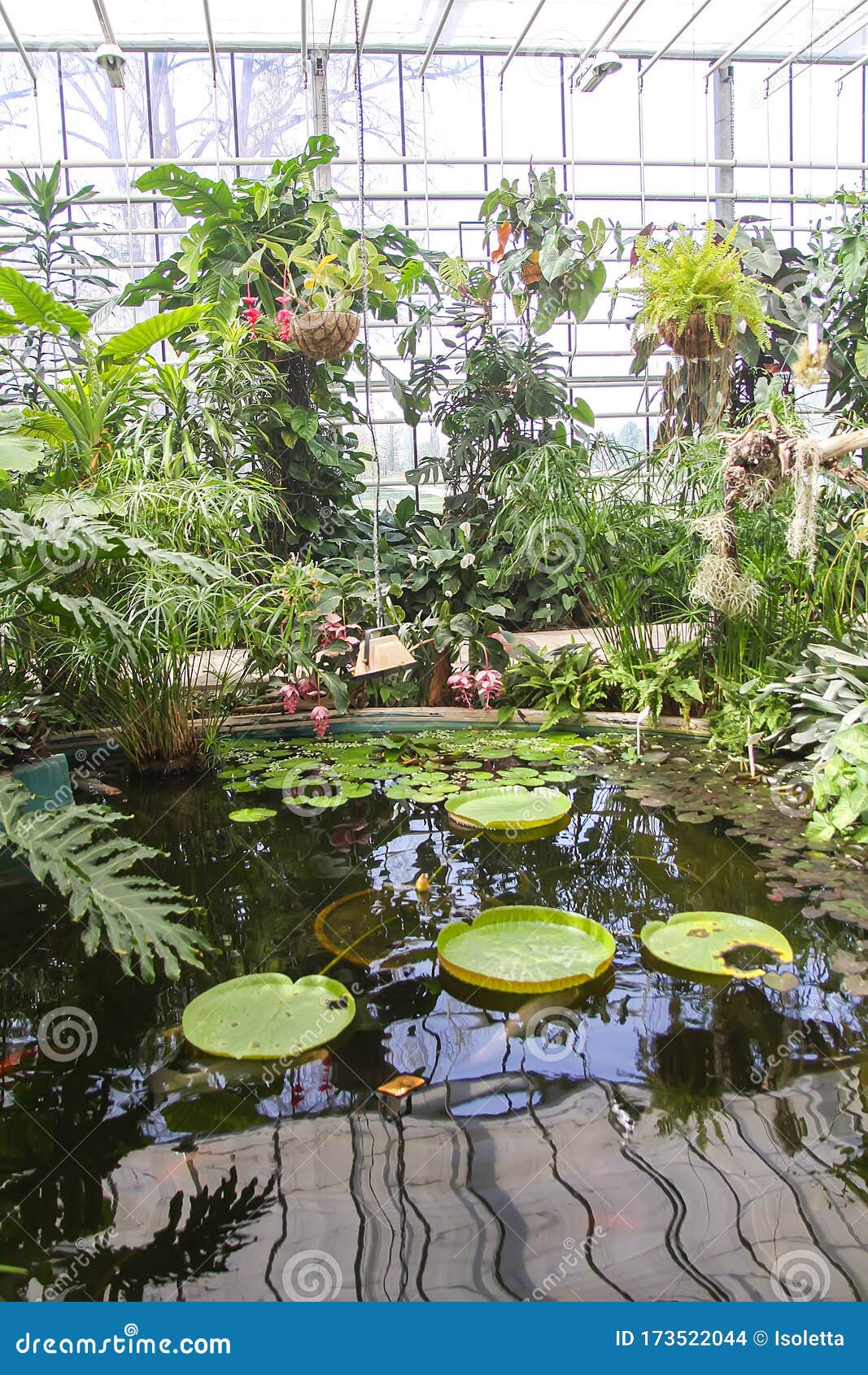 Tropical Plants Growing in Pond Stock Photo - Image of landscape ...
