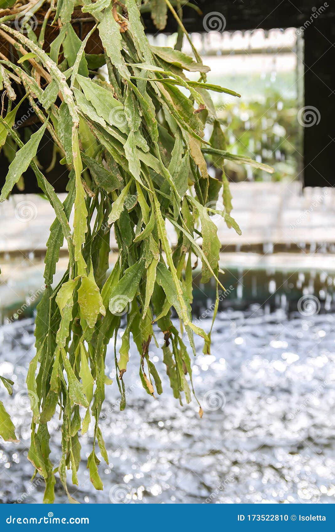 Tropical Plants Growing in Pond Stock Photo - Image of outdoor, beauty ...