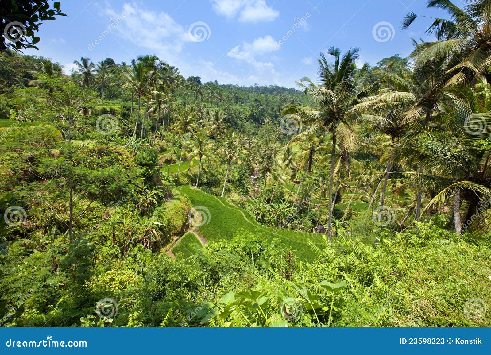 Tropical Plants on a Hill Slope, Indonesia. Bali Stock Image - Image of ...