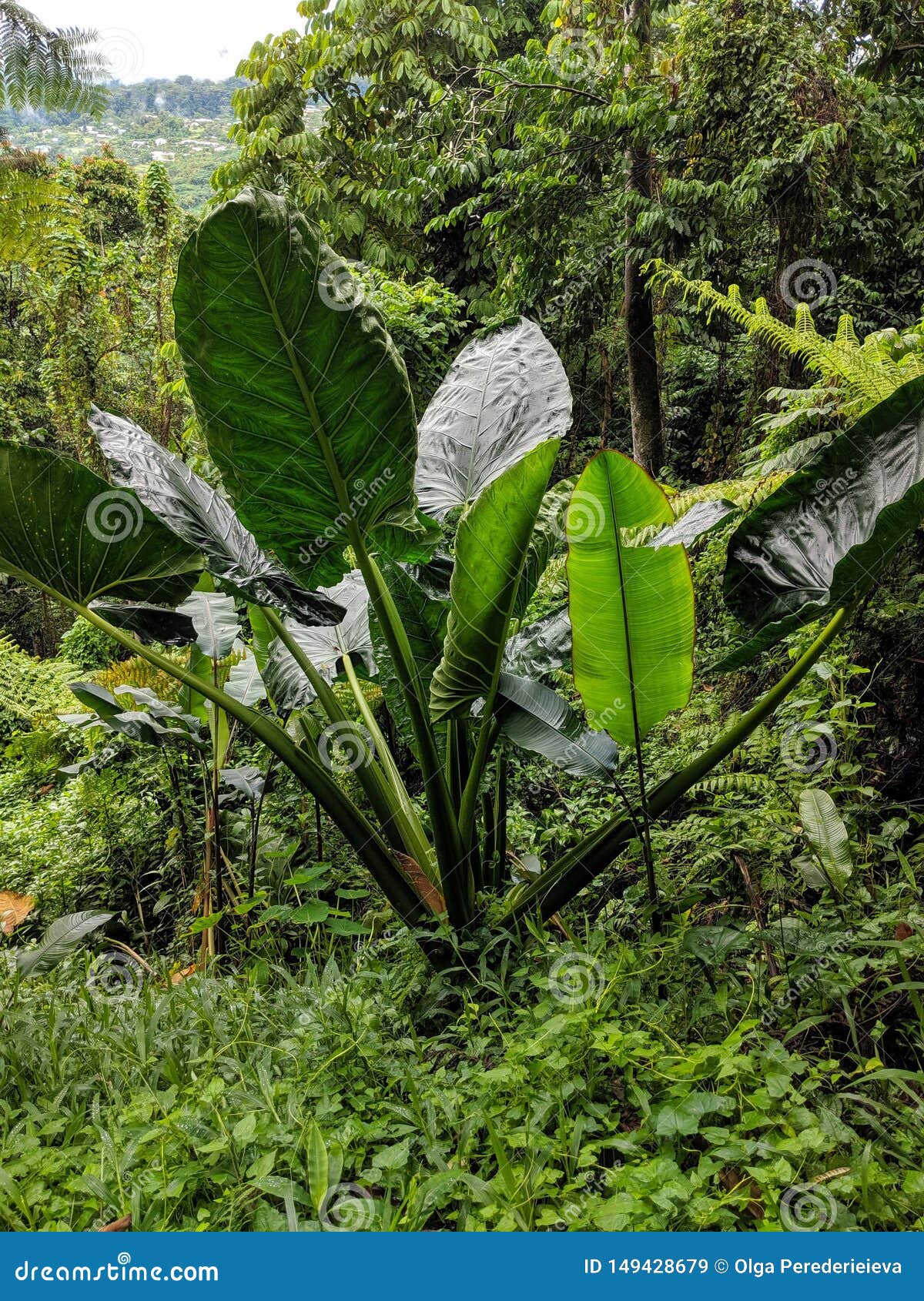 Tropical plants of Samoa stock image. Image of forest - 149428679