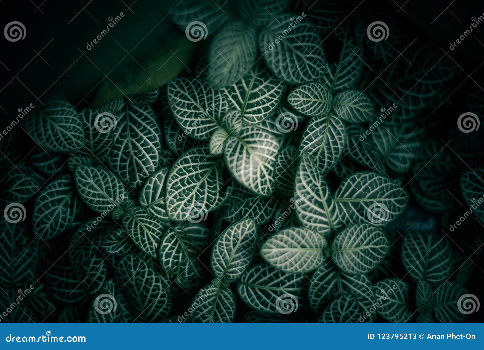 Tropical Plants Texture in Garden Stock Image - Image of growth ...