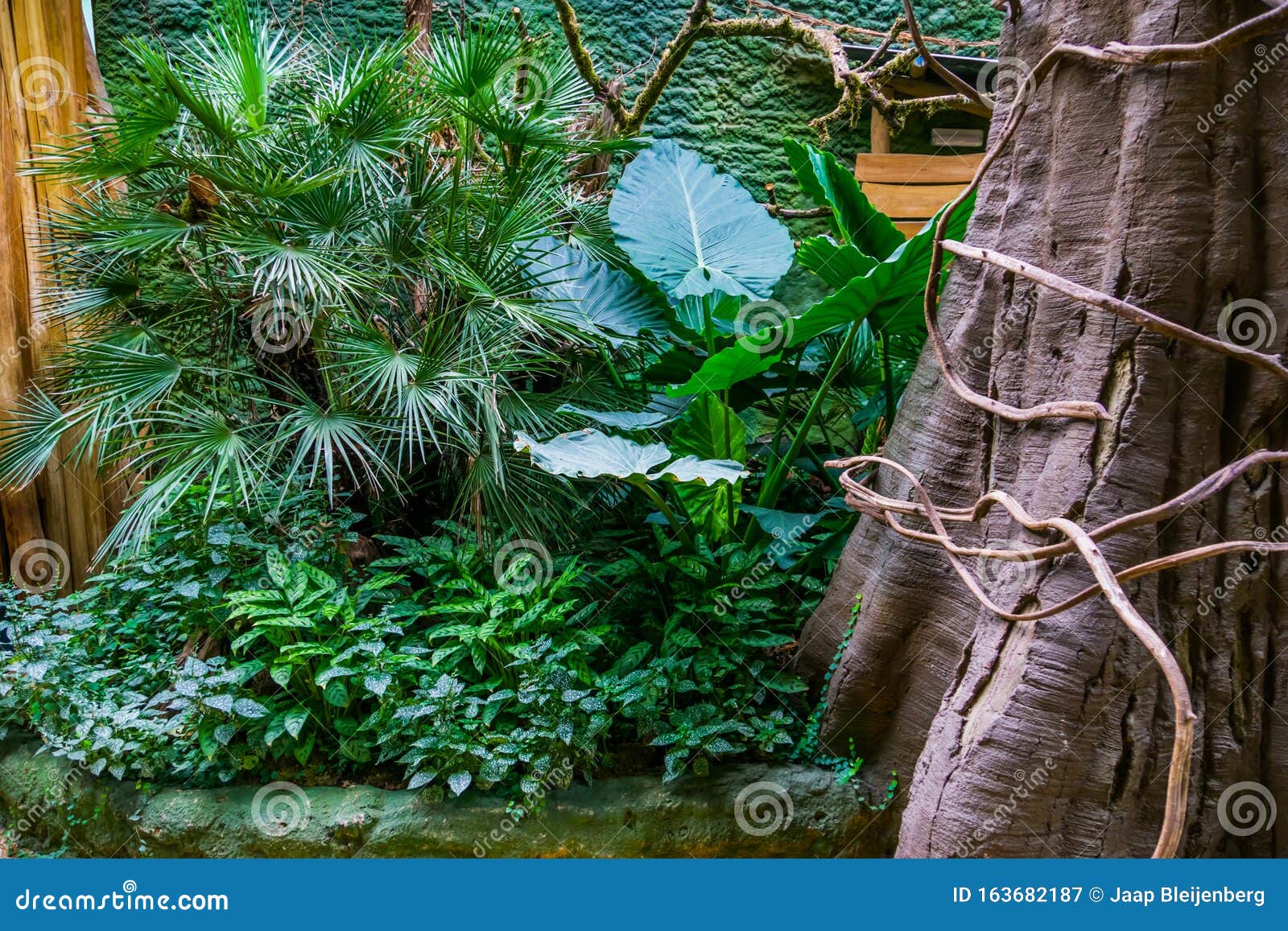 Tropical Plants and a Tree in a Tropical Garden, Exotic Flora ...