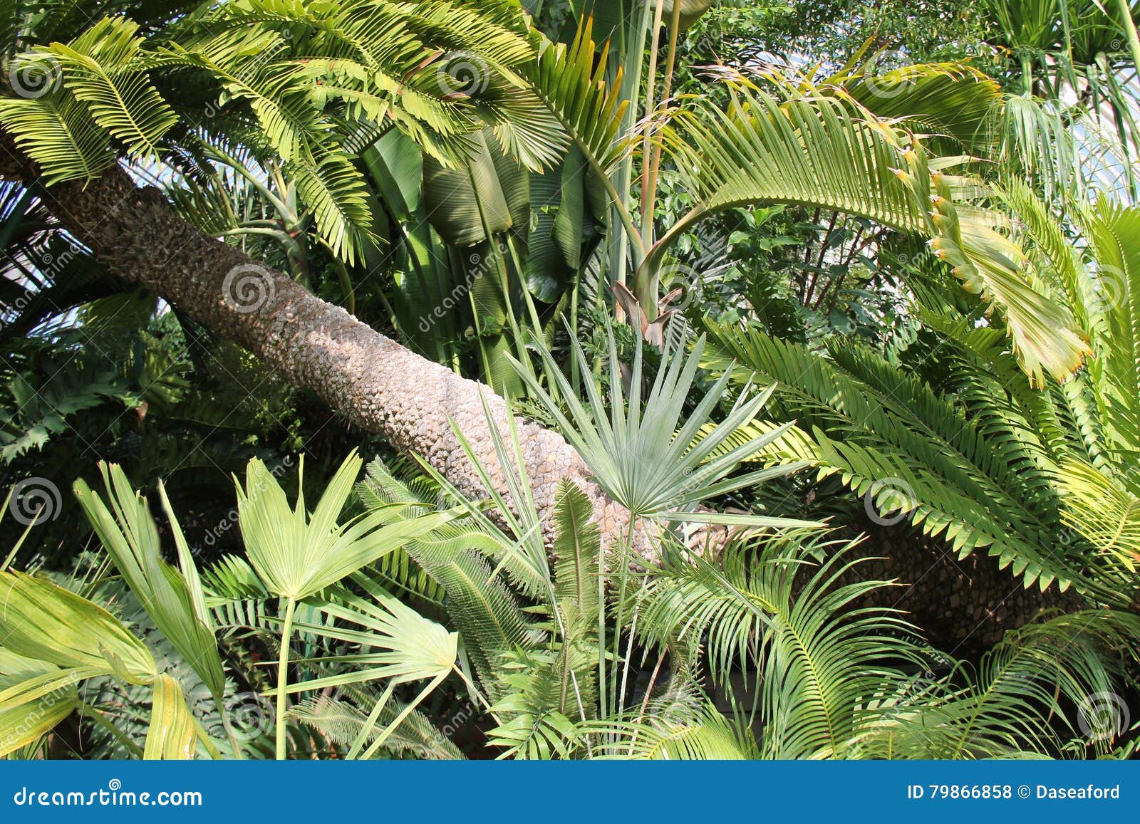 Tropical Plants and Trees. stock photo. Image of grow - 79866858