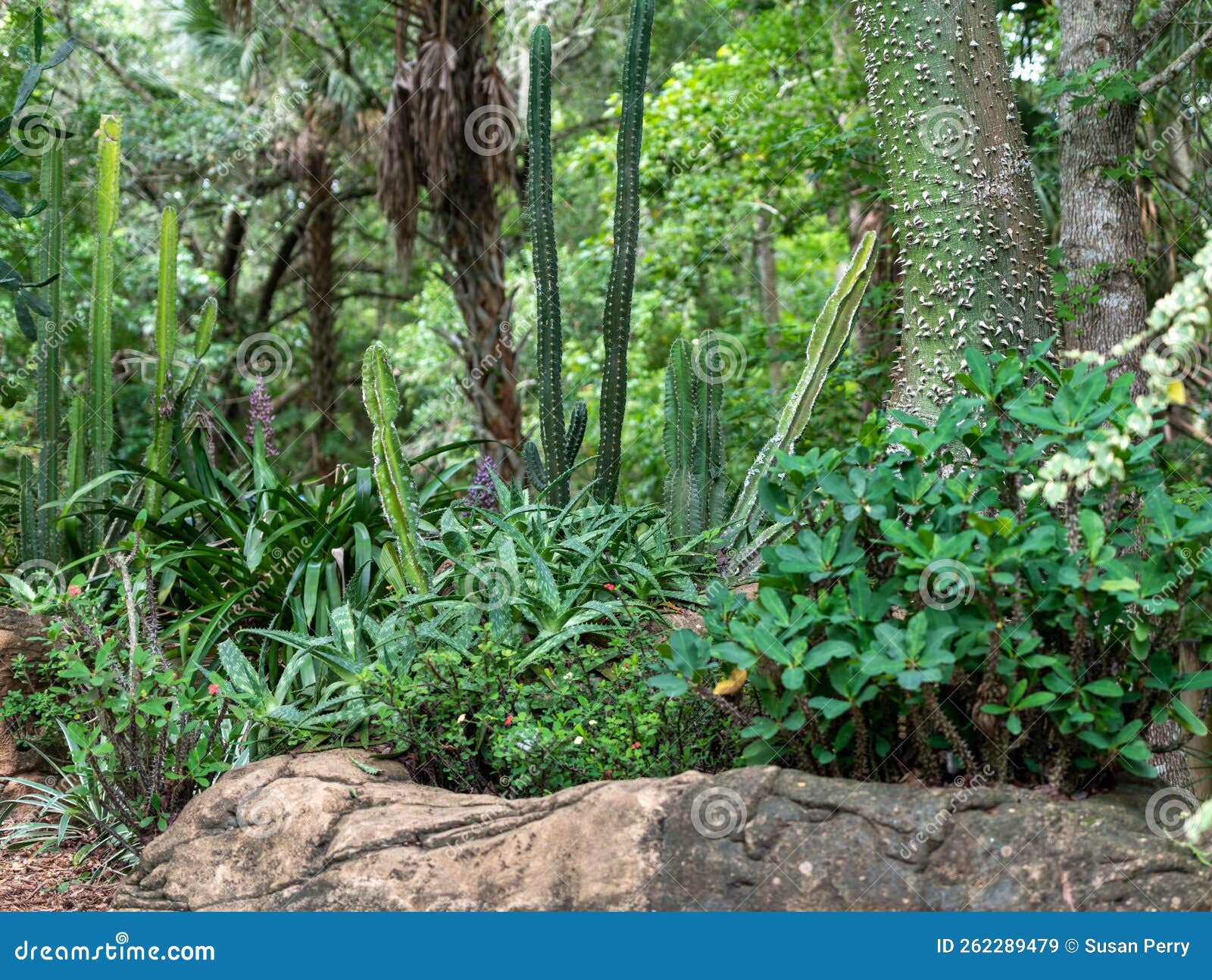 Tropical Plants in the Park, Large Rocks, Greenery Stock Image - Image ...