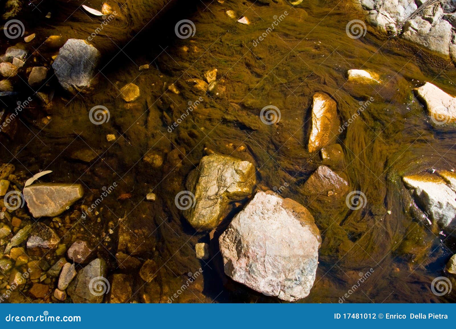 Tropical pond stock photo. Image of summer, pond, northern - 17481012