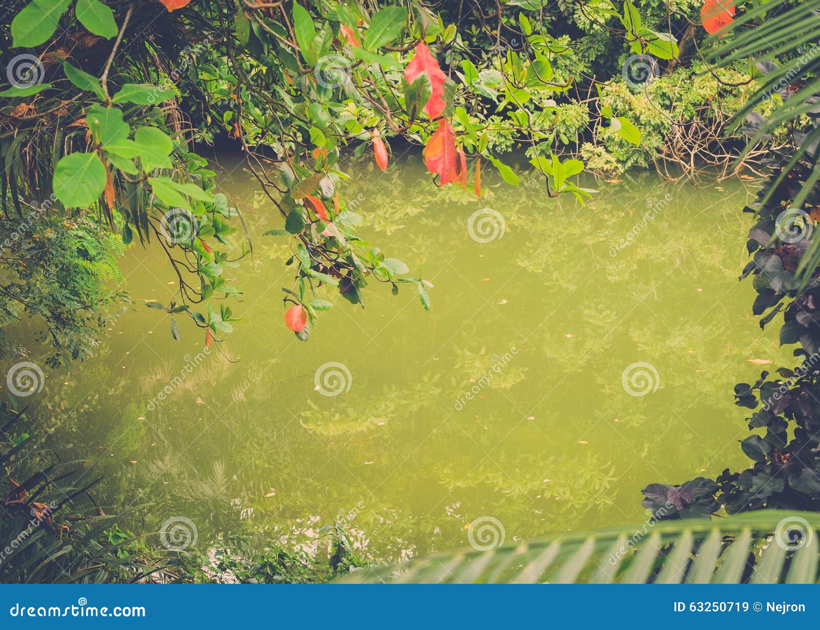 Tropical Pond in the Jungle Stock Image - Image of forest, pond: 63250719