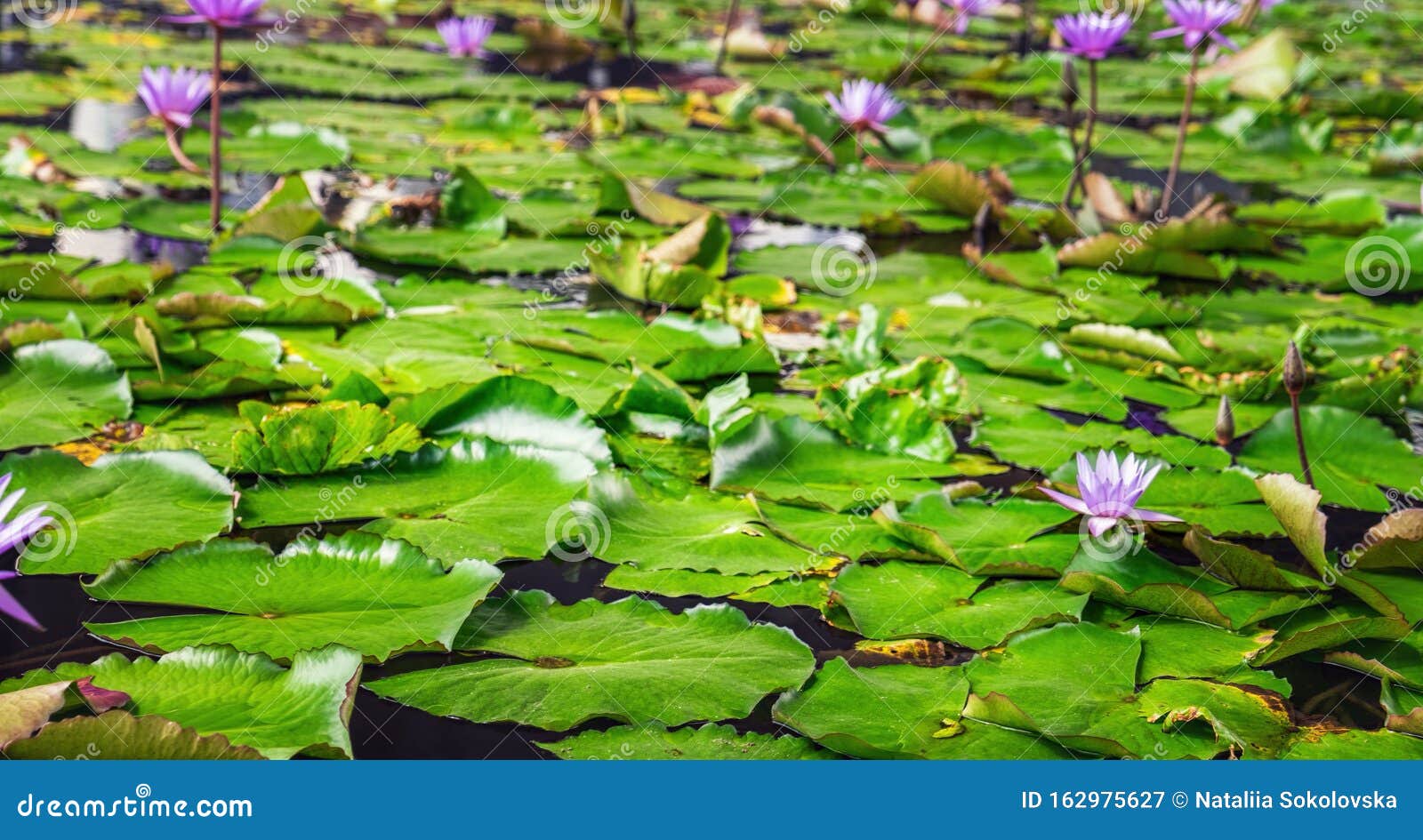 Tropical Pond with Lily Pads on the Surface Stock Image - Image of ...