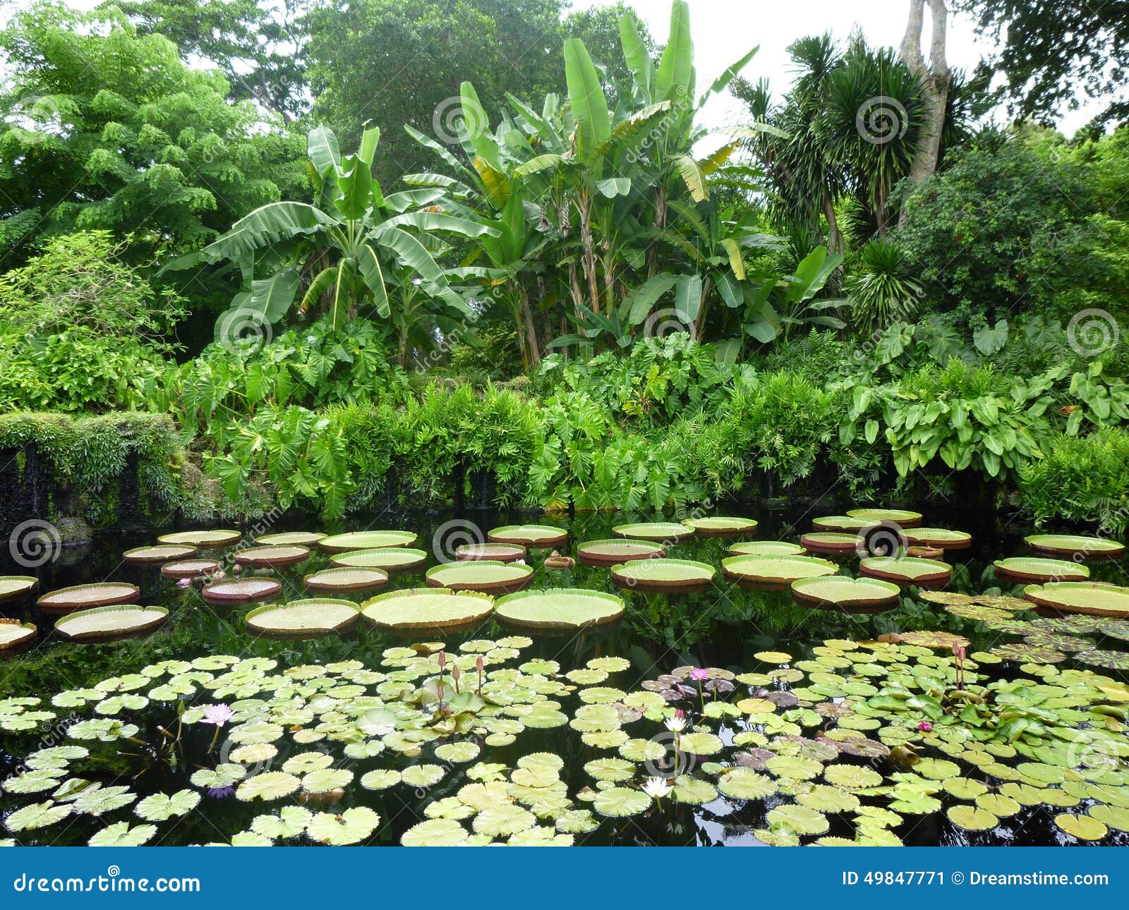 Tropical pond stock image. Image of green, pond, tropical - 49847771