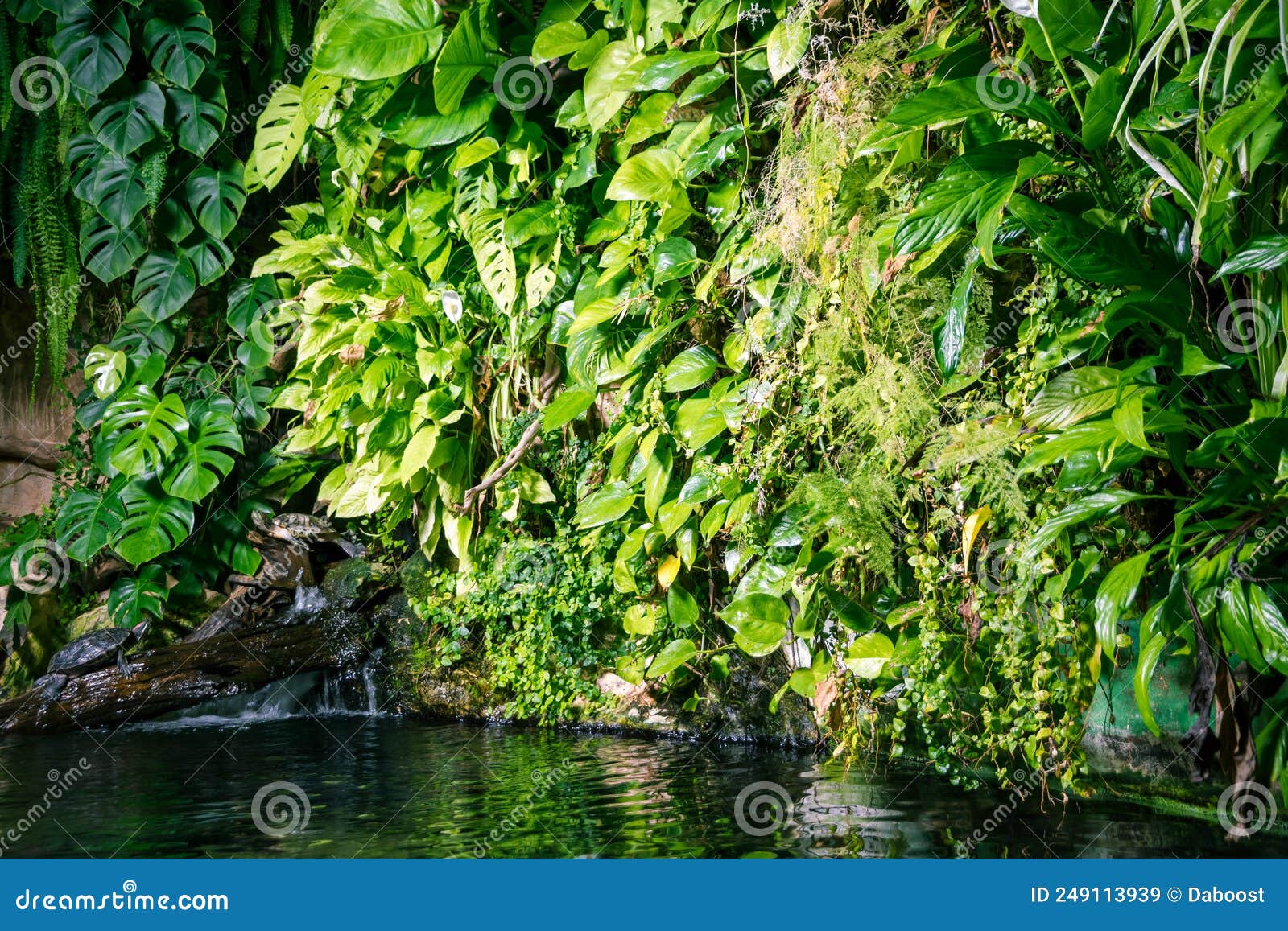 Tropical Pond and Turtle in a Rainforest Mangrove Stock Image - Image ...