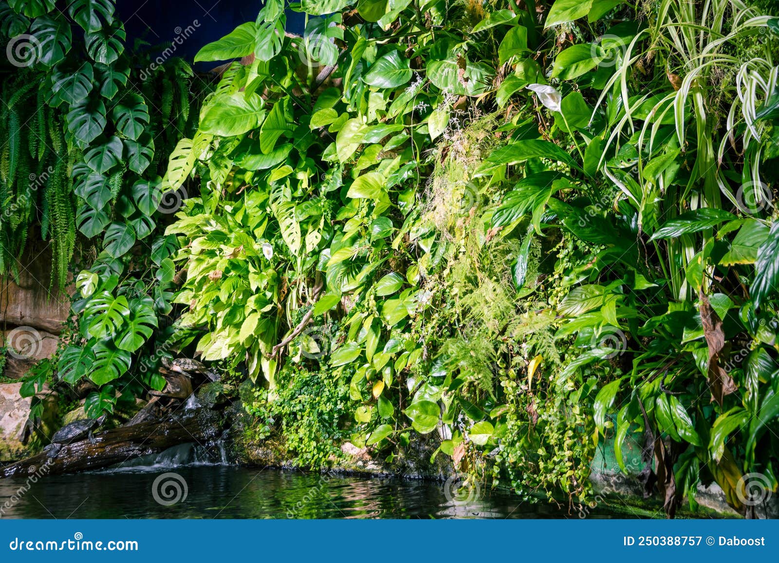 Tropical Pond and Turtle in a Rainforest Mangrove Stock Image - Image ...