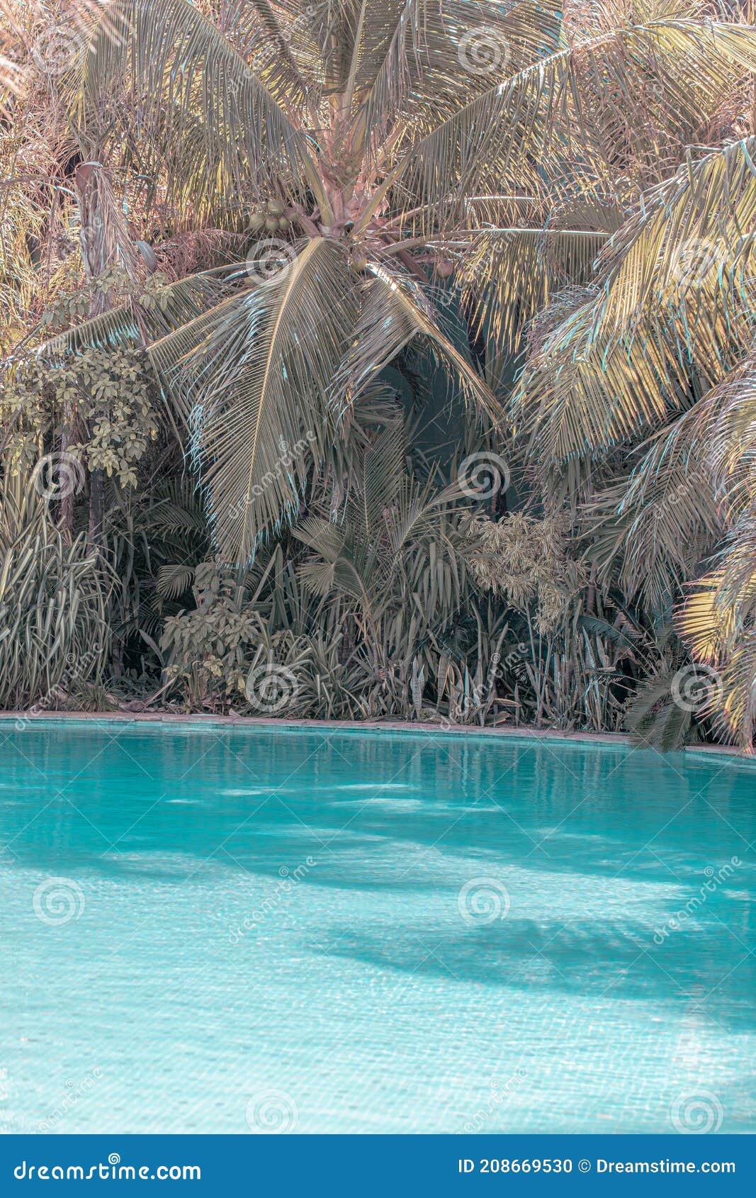 Tropical pool for monday stock photo. Image of caribbean - 208669530