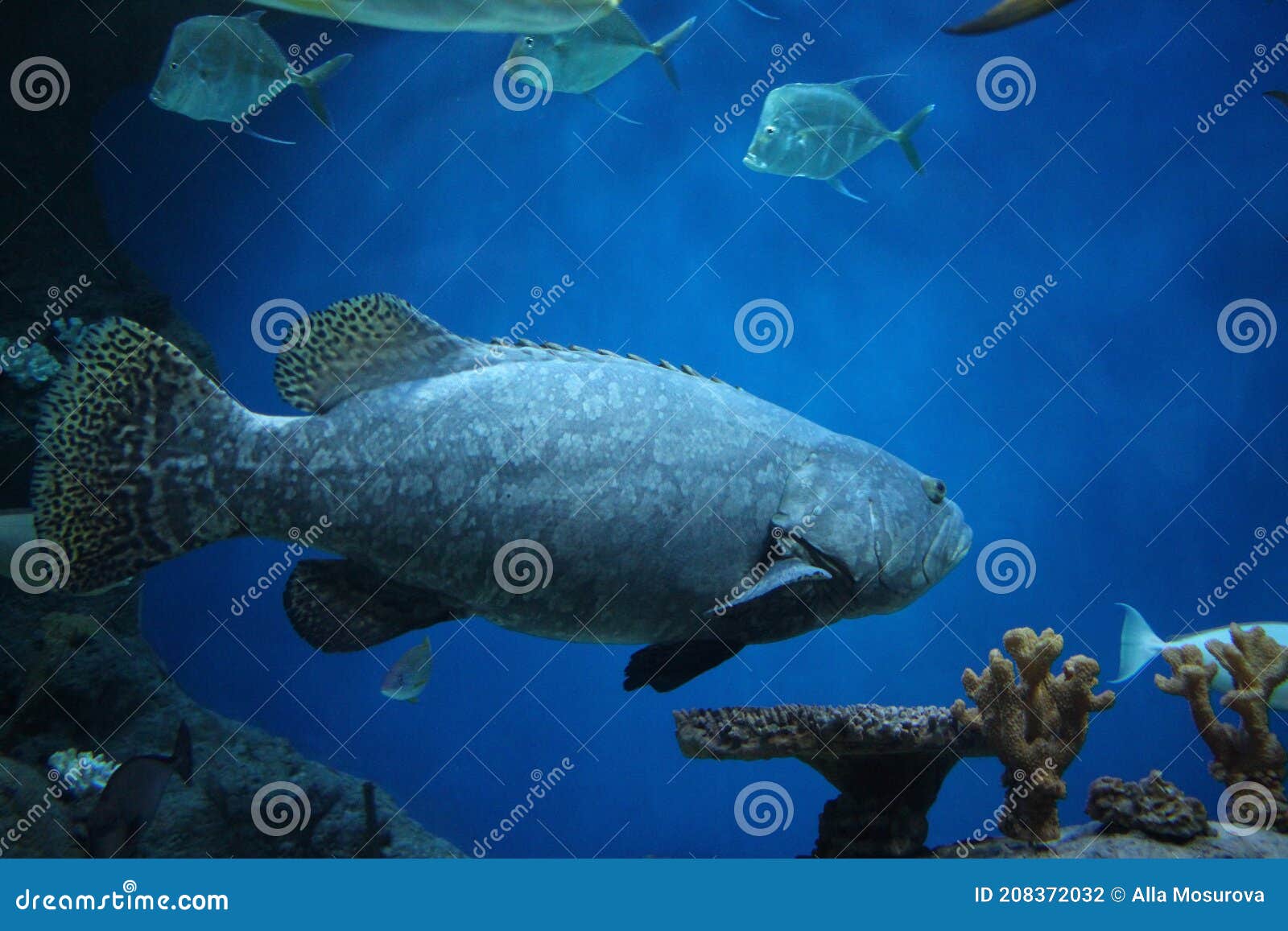 Tropical Predatory Fish in the Ocean Swim in the Water of the Aquarium ...
