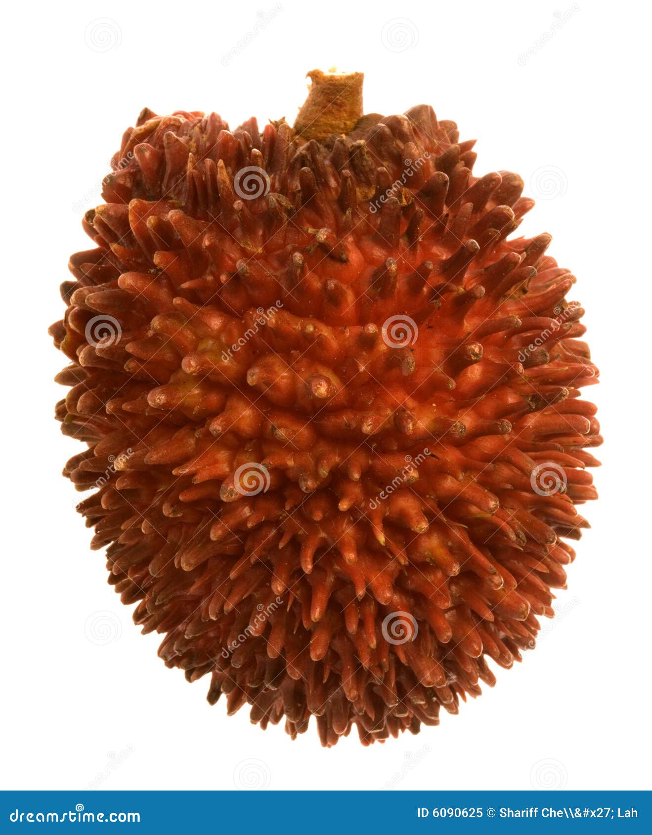 Tropical Pulasan fruit stock image. Image of white, appetizing - 6090625