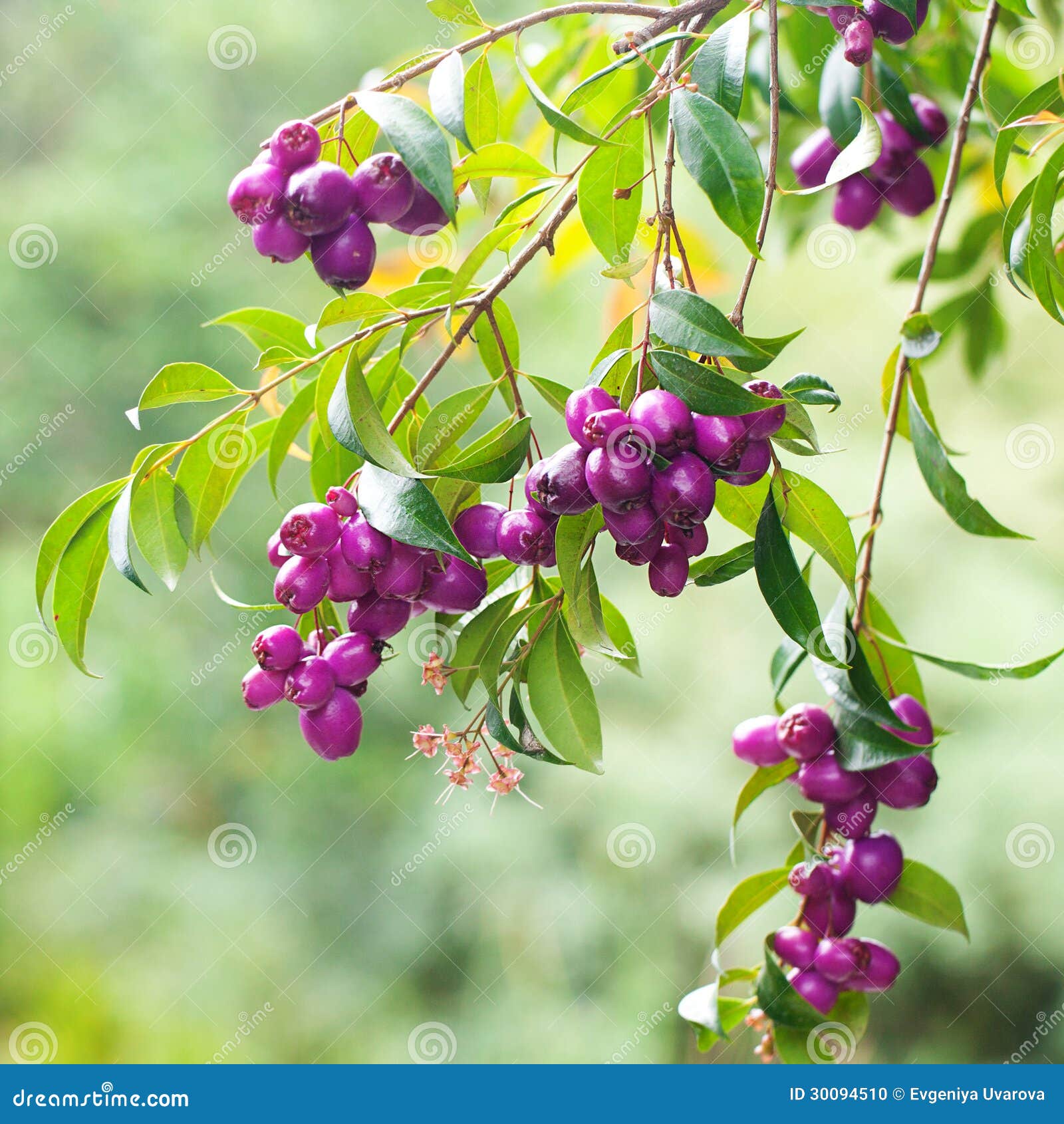 Tropical purple berries stock photo. Image of nutrient - 30094510