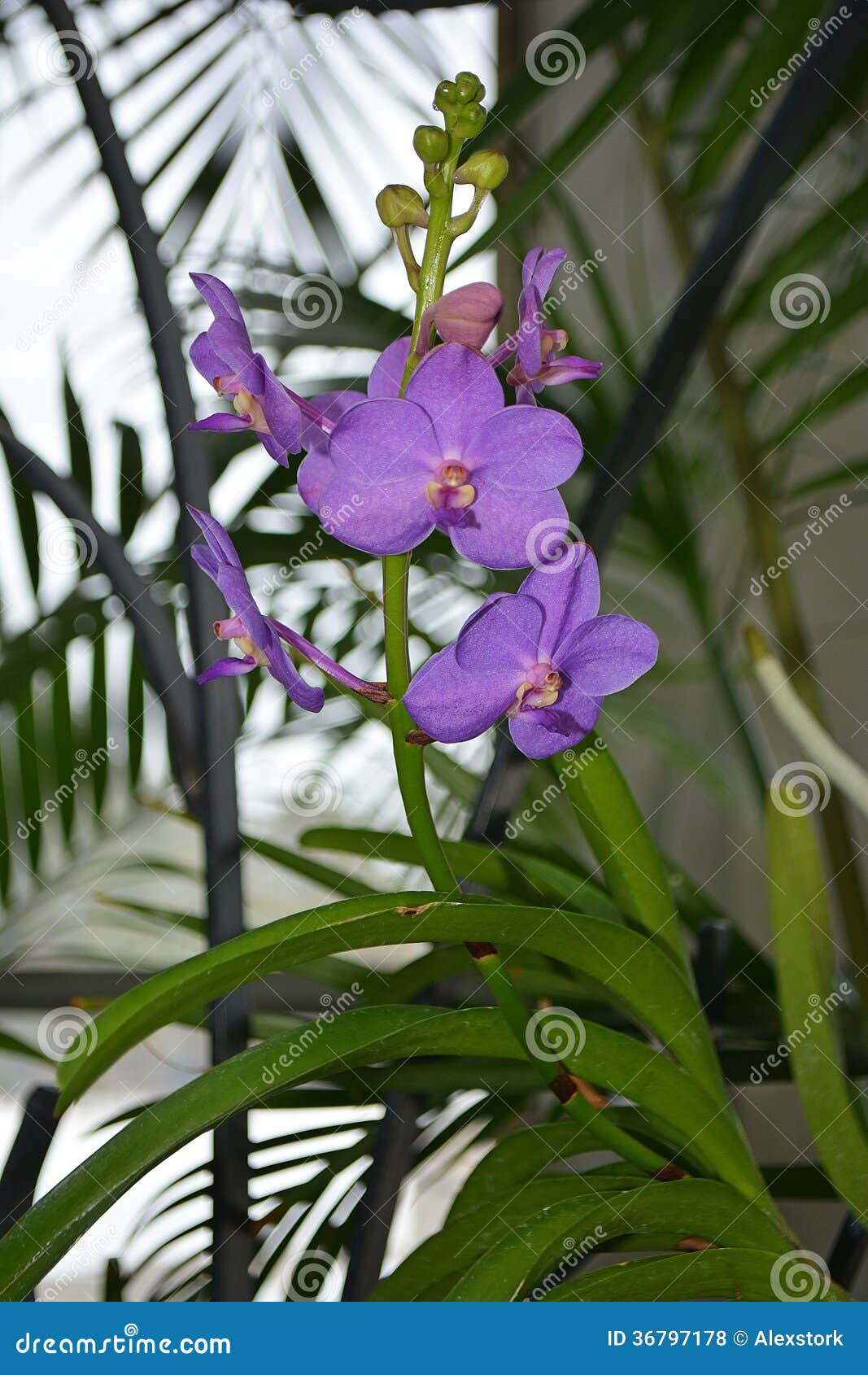 Tropical Purple Bloom stock photo. Image of purple, flower - 36797178