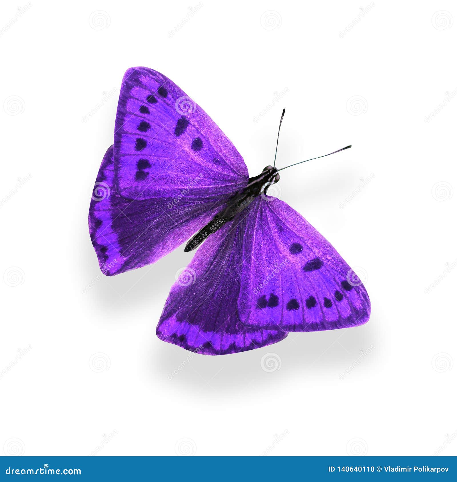 Tropical Purple Butterfly. Isolated on White Background Stock Photo ...