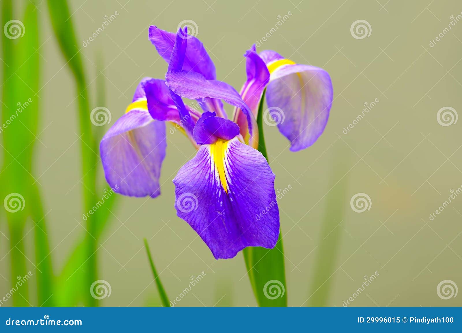 Spring iris flower stock image. Image of tropical, blossom - 29996015