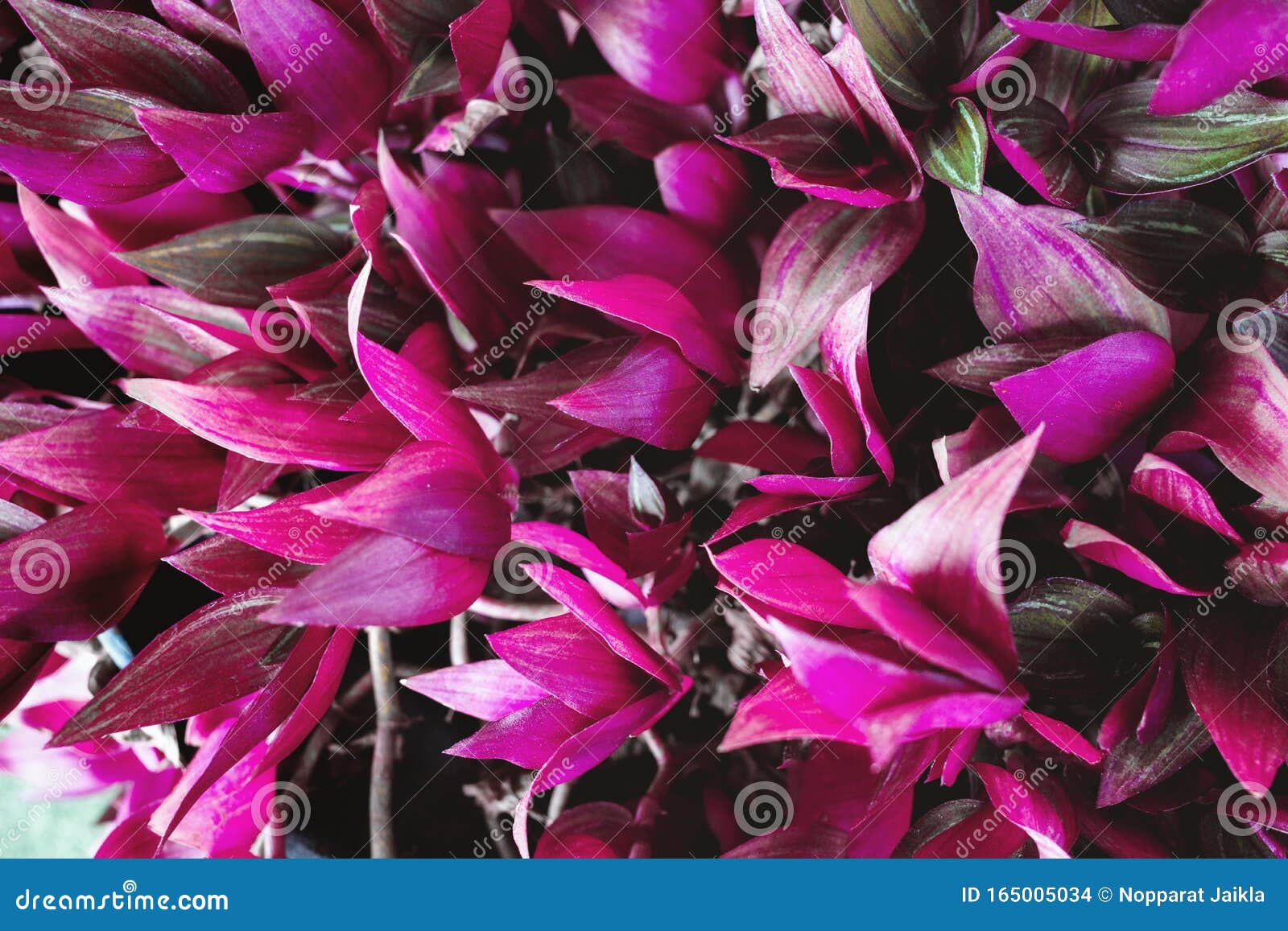 Tropical Purple Leaves Plant Texture Background Stock Photo - Image of ...
