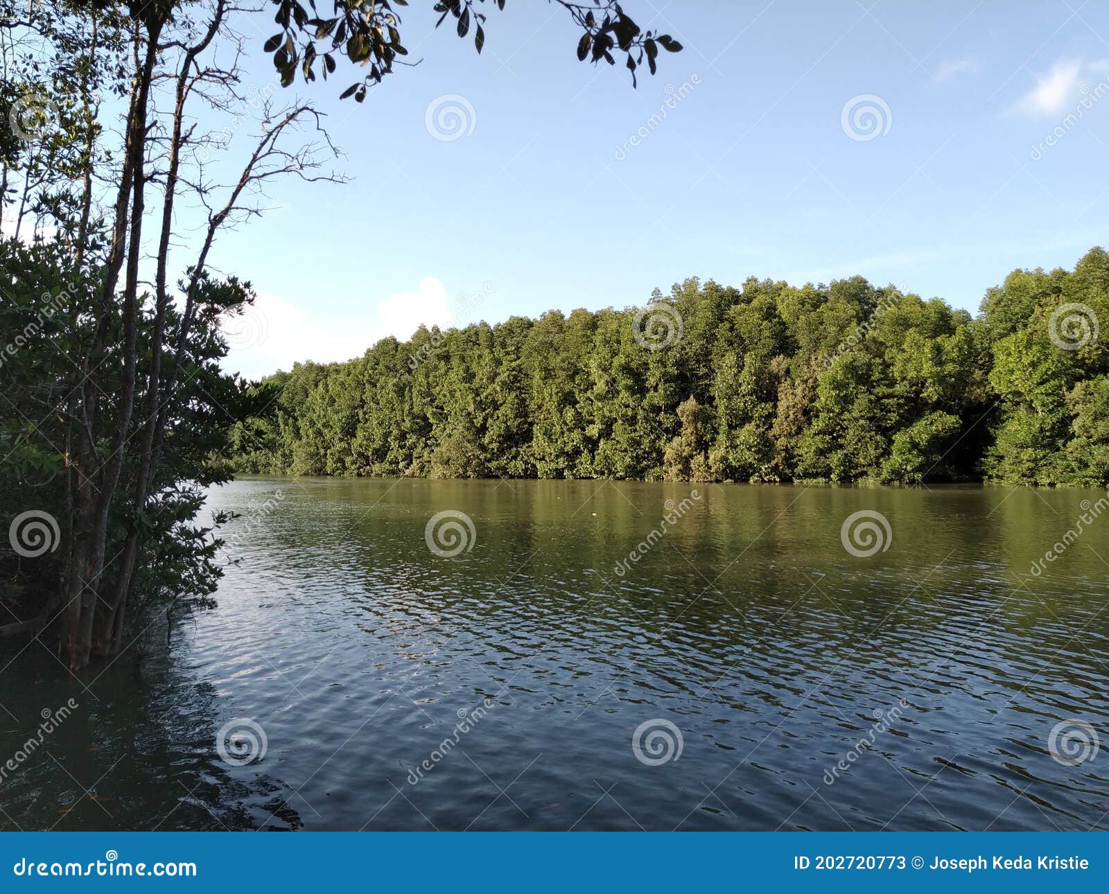 Tropical Quiet River 1 stock image. Image of wilderness - 202720773