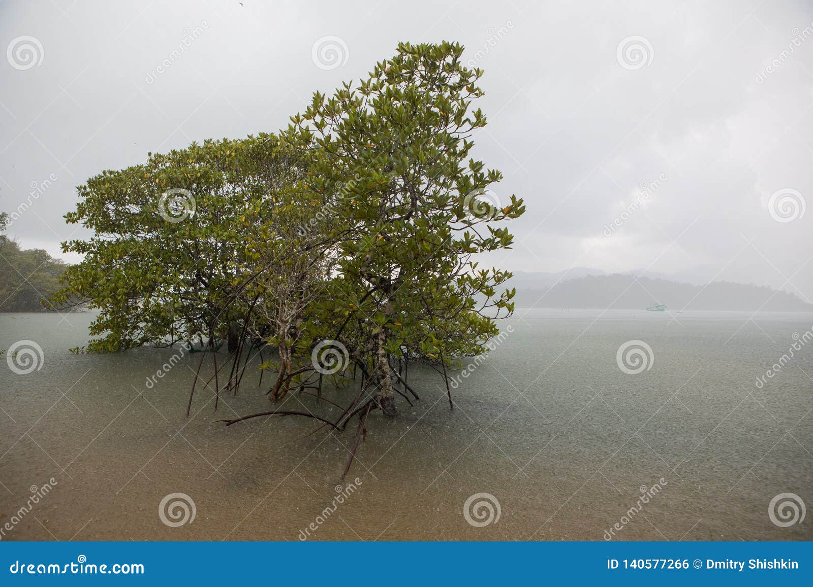Tropical Rain and Flooding in Mangroves Stock Photo - Image of ...