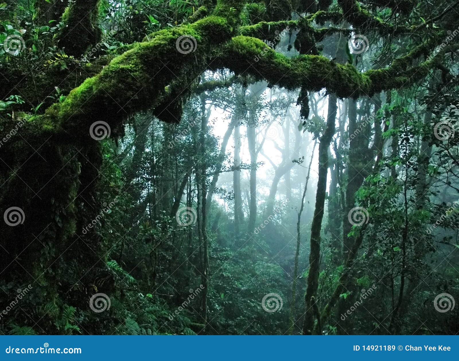 Tropical rain forest stock image. Image of irau, jungle - 14921189