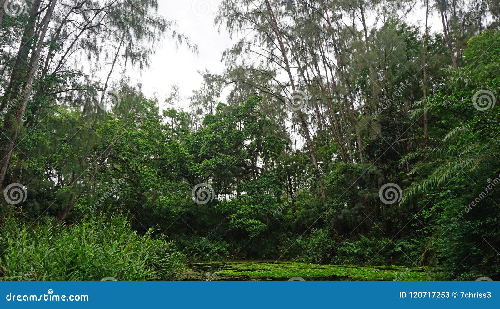 Tropical forest in kenya stock image. Image of park - 120717253
