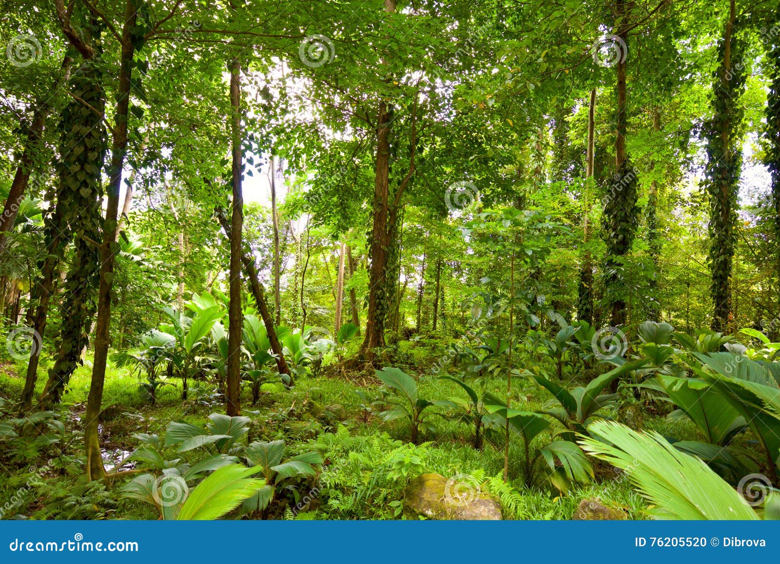 Tropical rain forest stock photo. Image of destinations - 76205520
