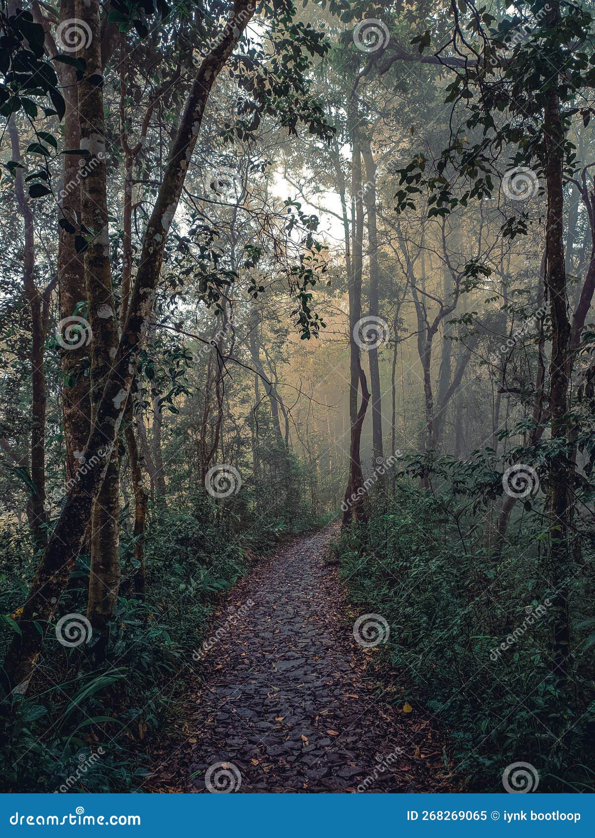 Tropical Rain Forest in the Morning after Rain and Covered in Fog Stock ...