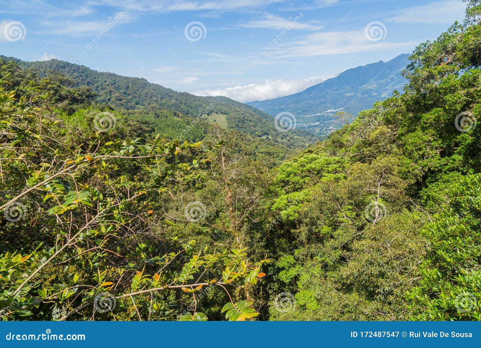 Tropical Rain Forest in Panama Stock Image - Image of nature, chagres ...