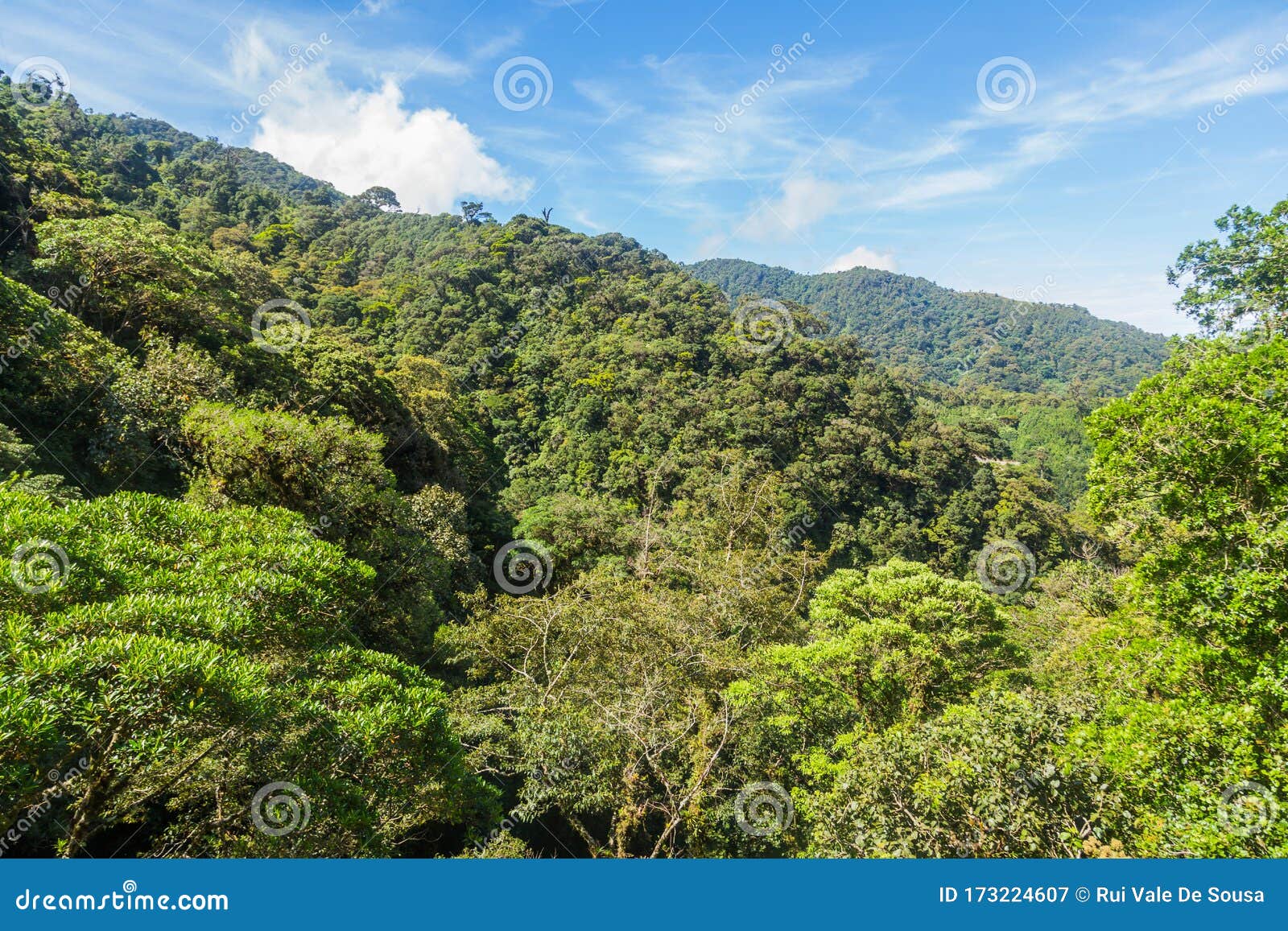 Tropical Rain Forest in Panama Stock Image - Image of leaf, destination ...