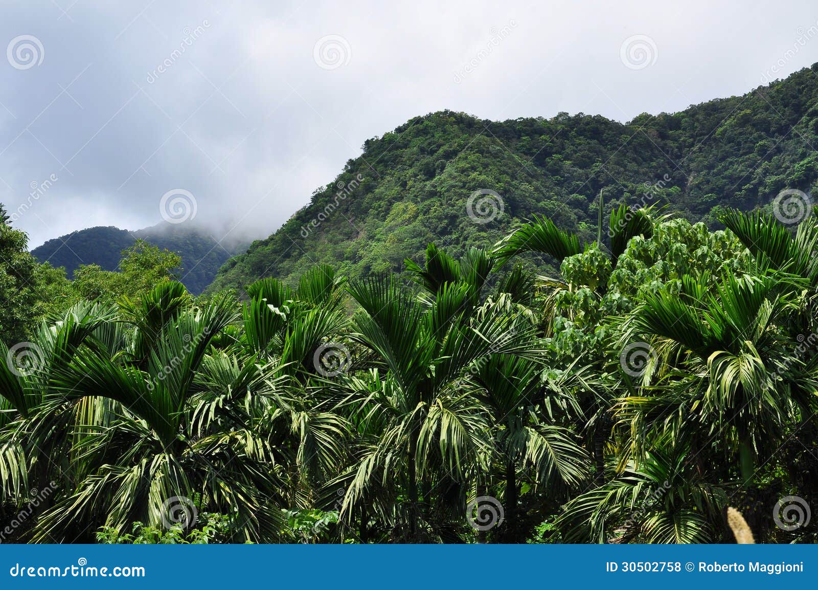 Tropical Rain Forest, Taiwan Stock Photo - Image of trees, green: 30502758