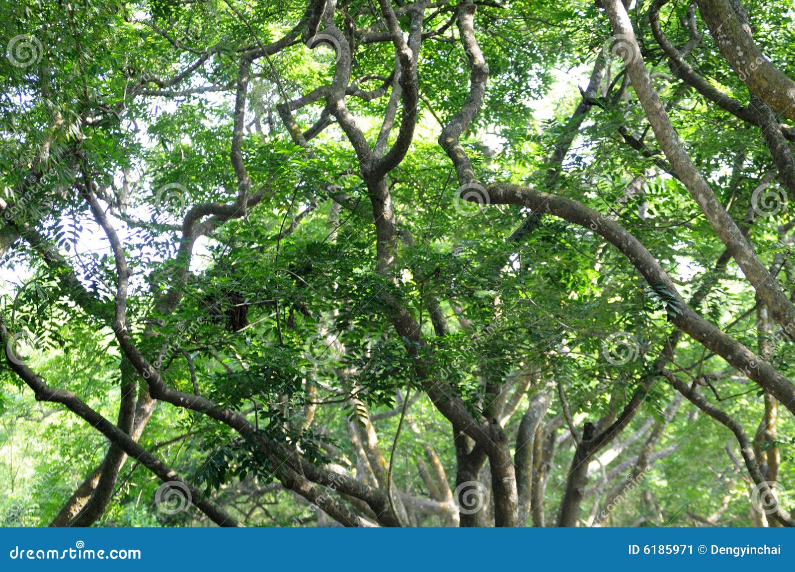 Tropical rain forest tree stock image. Image of branches - 6185971