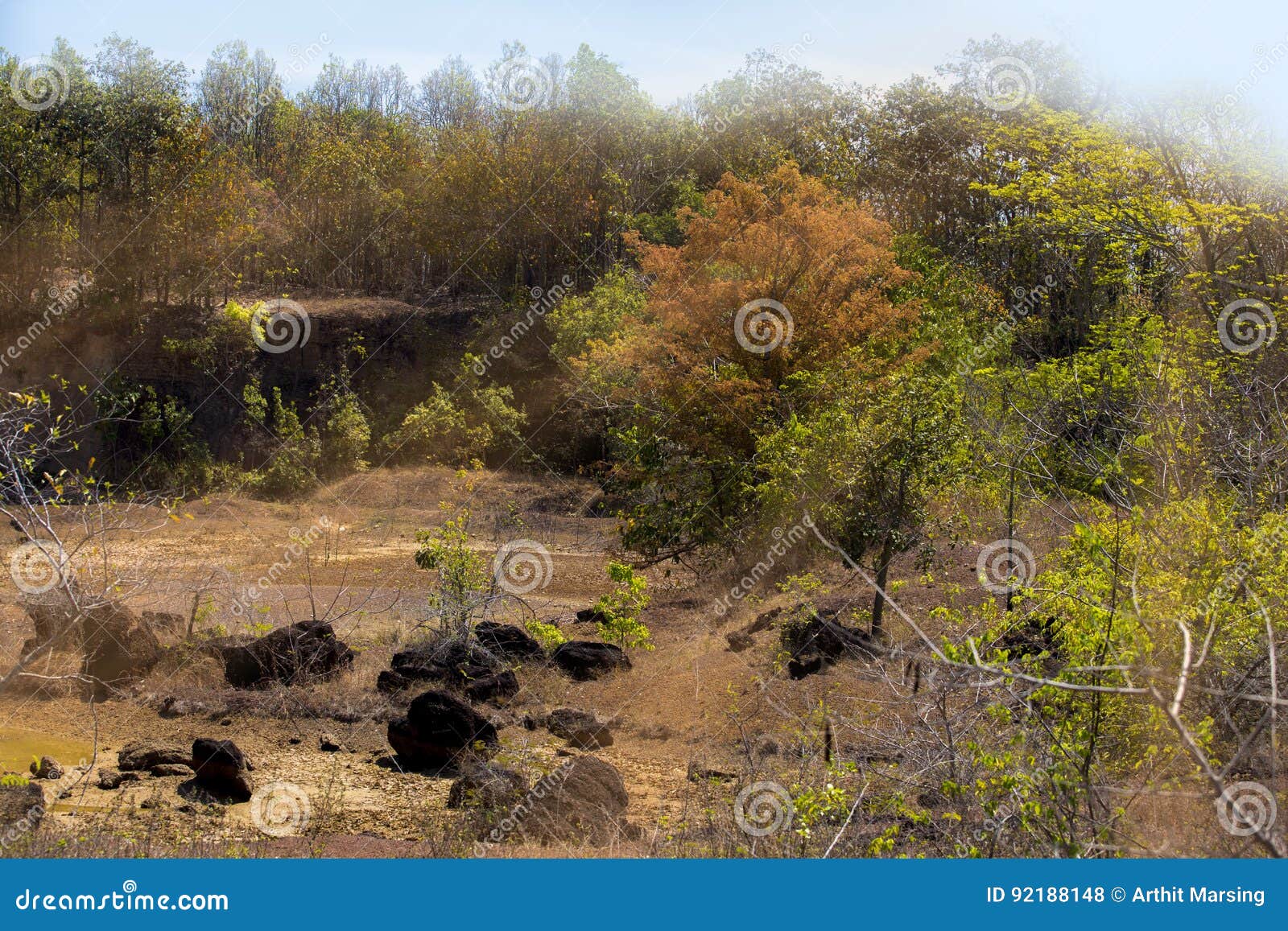 Tropical Rain Forest Very Hot and Bright. Stock Photo - Image of ...
