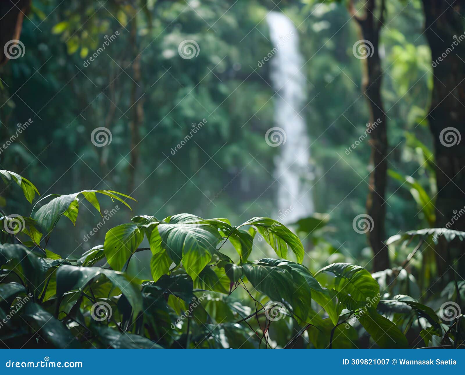 Tropical Rain Tree: Isolated On White Background - Symbolizing Natural ...