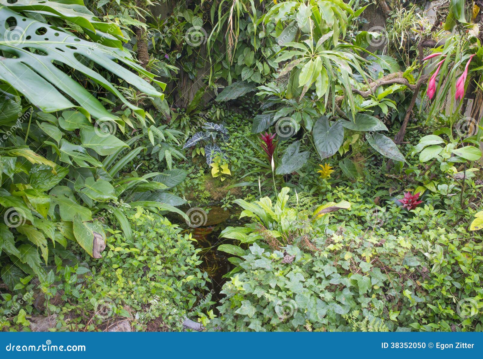 Tropical rain forest stock photo. Image of forest, humidity - 38352050
