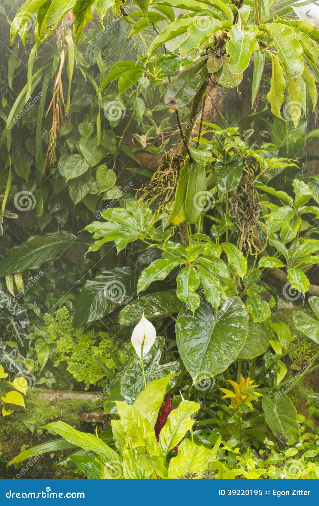 Tropical rain forest stock image. Image of dense, wood - 39220195