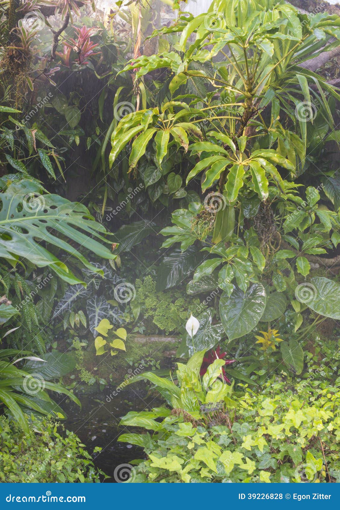 Tropical rain forest stock photo. Image of rain, forest - 39226828