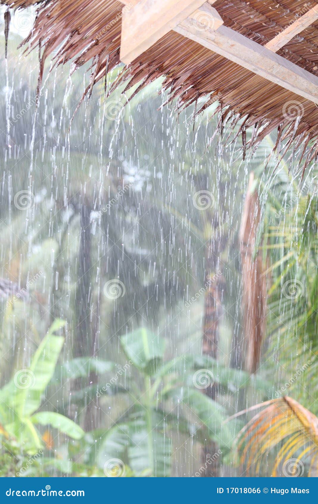 Tropical rain in jungle stock photo. Image of forest - 17018066