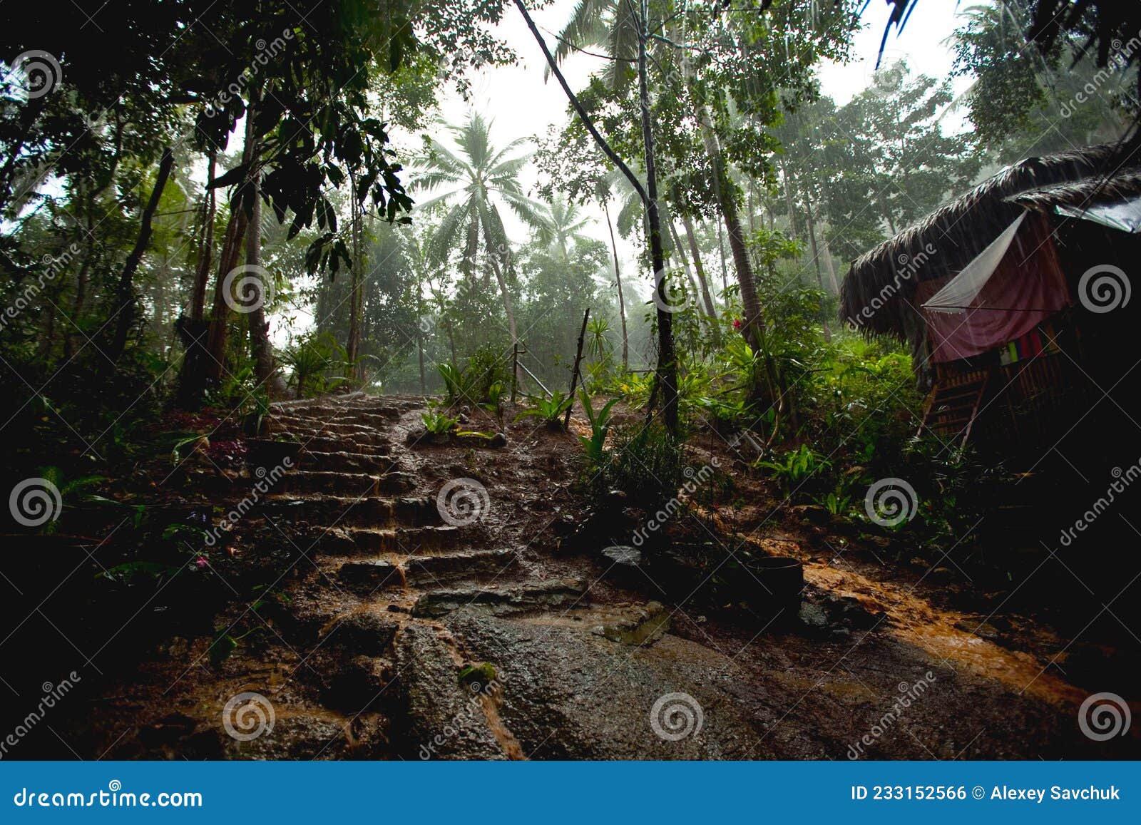 Tropical Rain . Rainforest Landscape, Rainforest, Forest Editorial ...