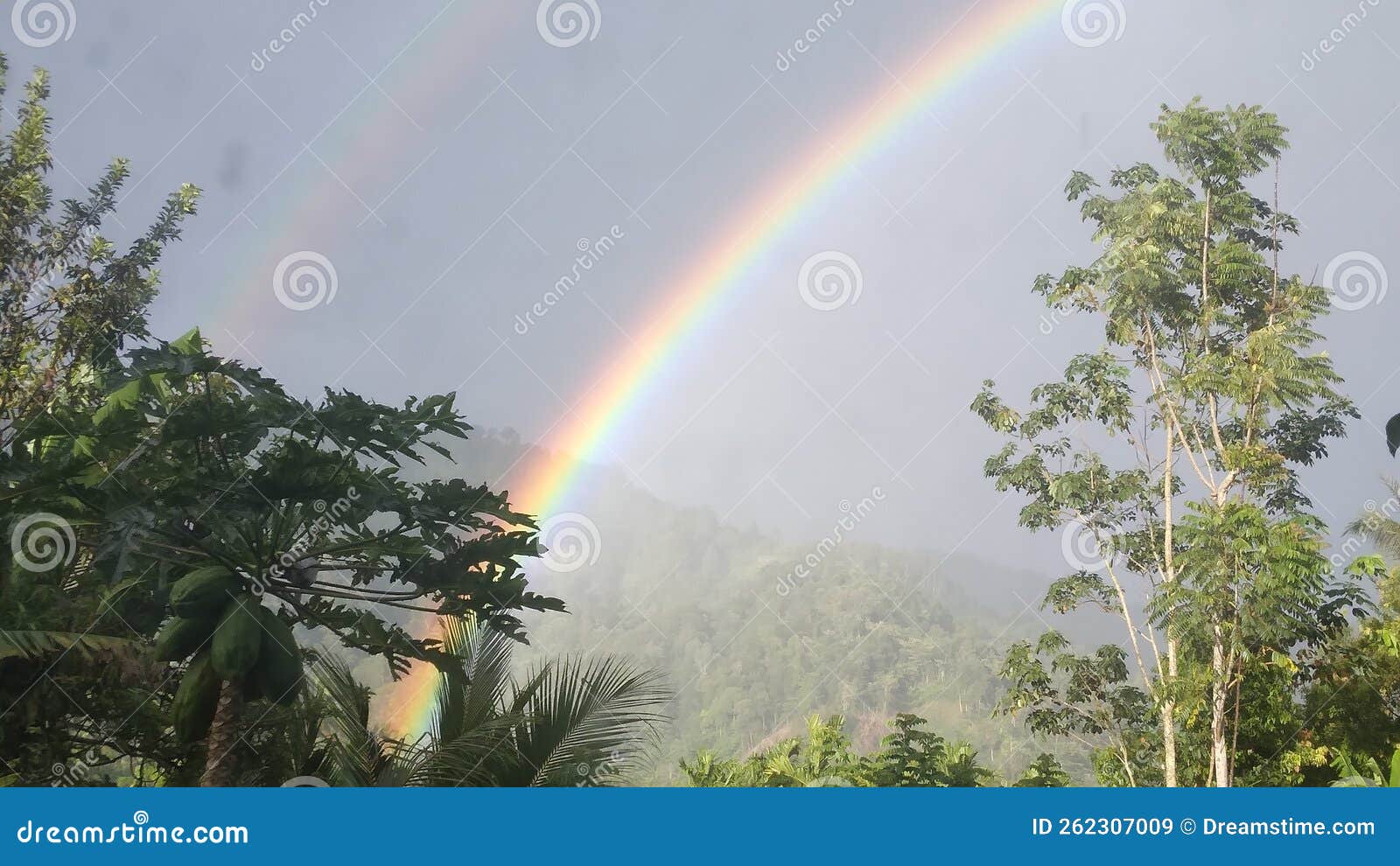 Tropical Rainbow Trees and Rain in Backyard Stock Image - Image of ...