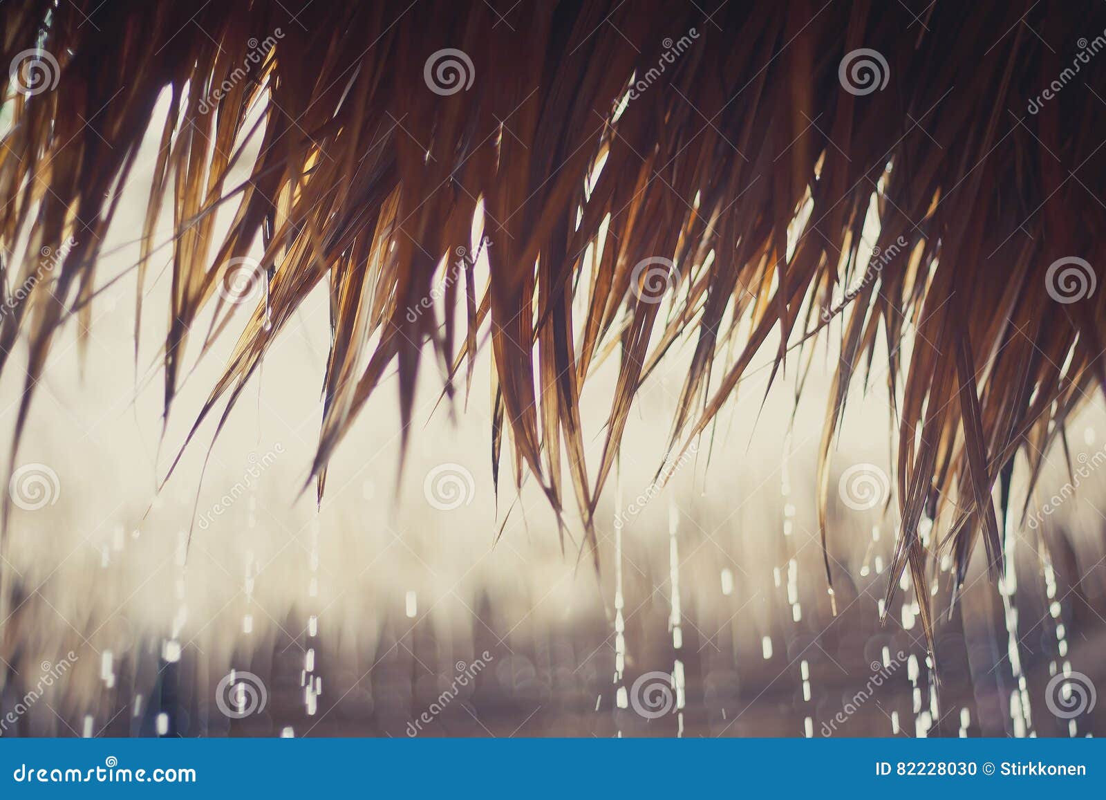 Tropical Raindrops on a Reed Roof. Stock Photo - Image of falling, reed ...
