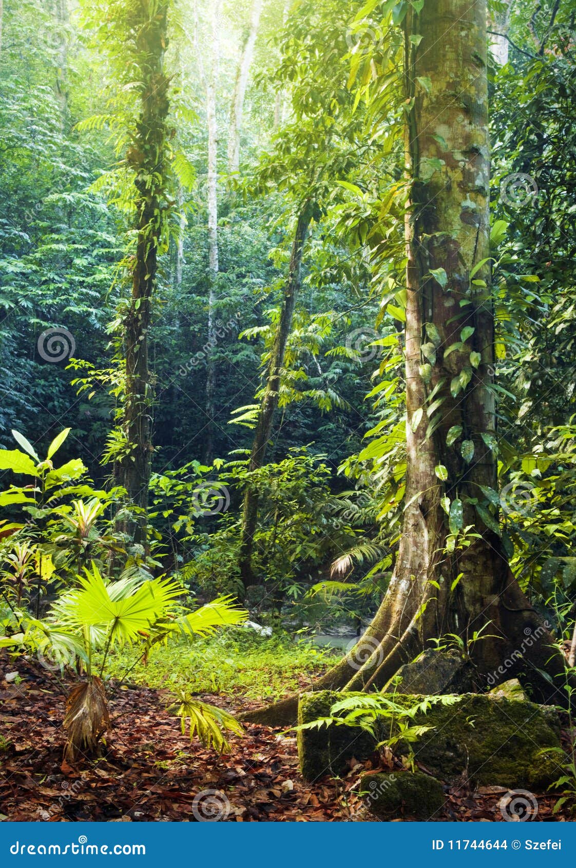 Tropical Rainforest Stock Images - Image: 11744644