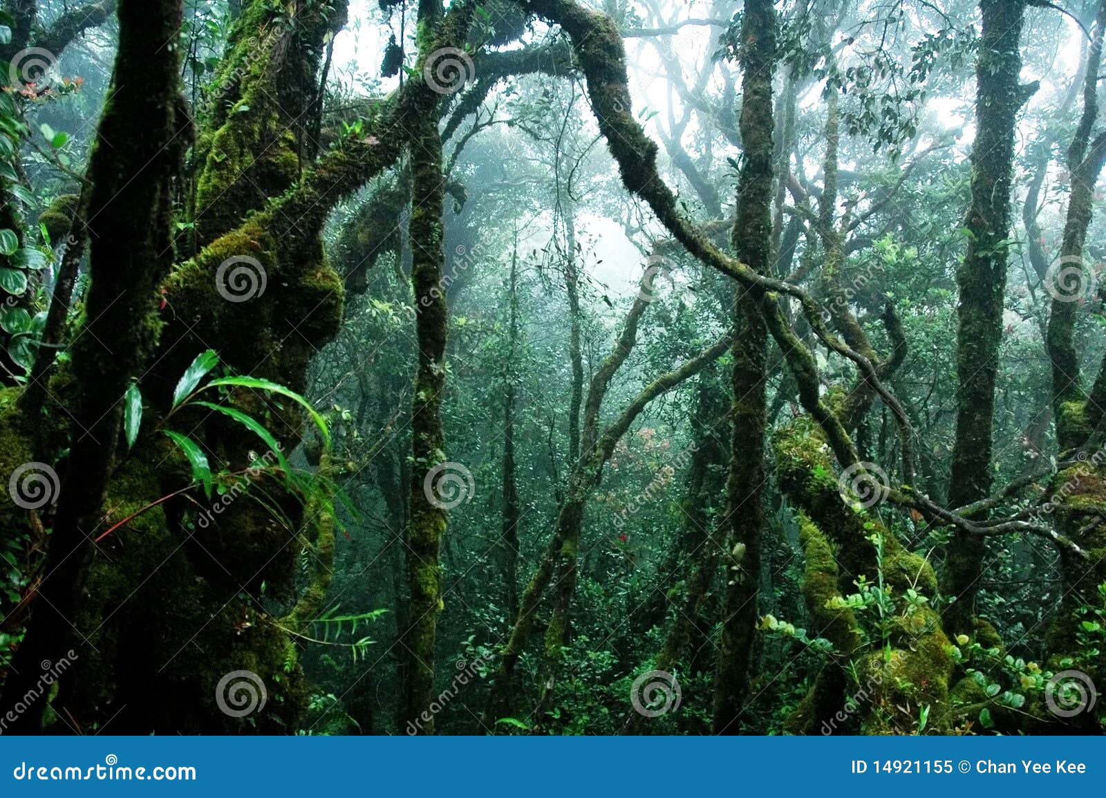Tropical Rainforest Or Jungle With Trees And Lianas Stock Photography ...