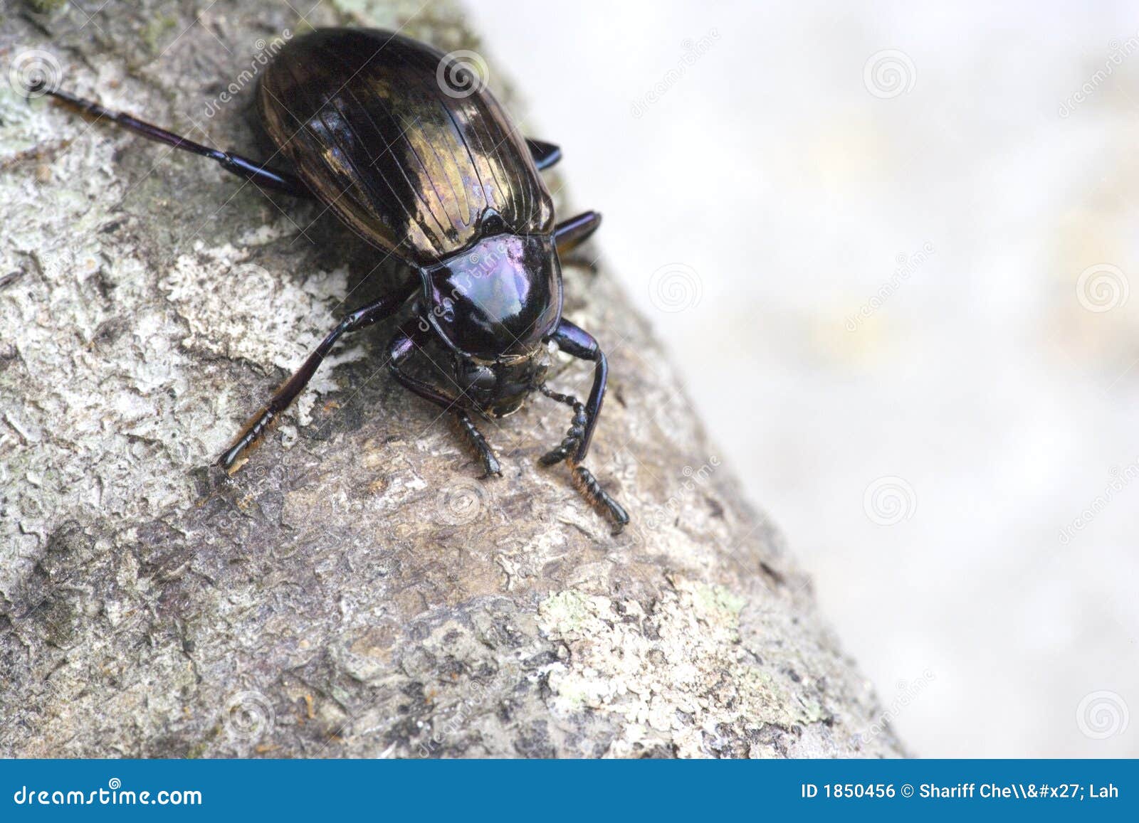 Tropical Rainforest Beetle stock photo. Image of macro - 1850456