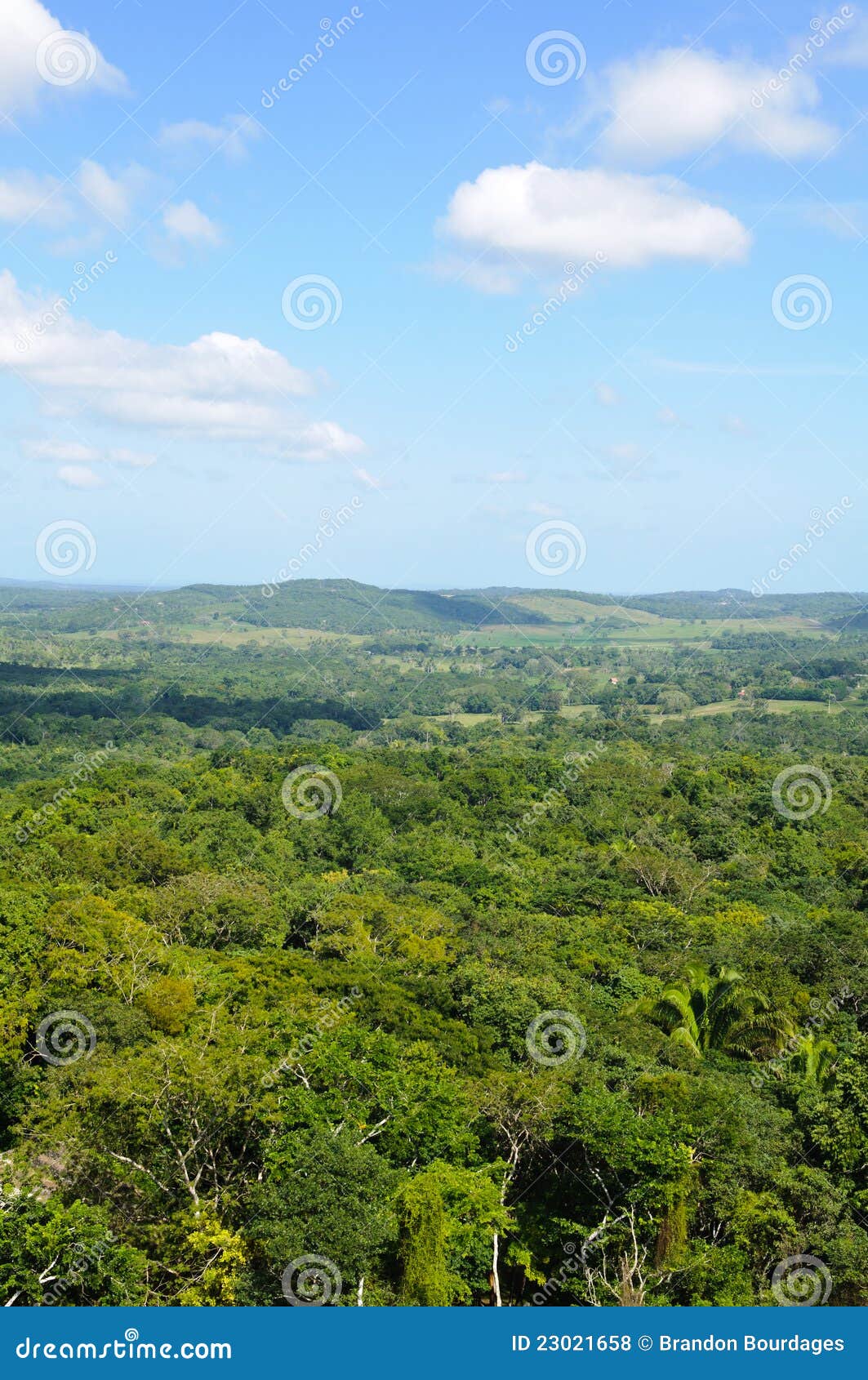 Tropical Rainforest Canopy stock photo. Image of jungle - 23021658